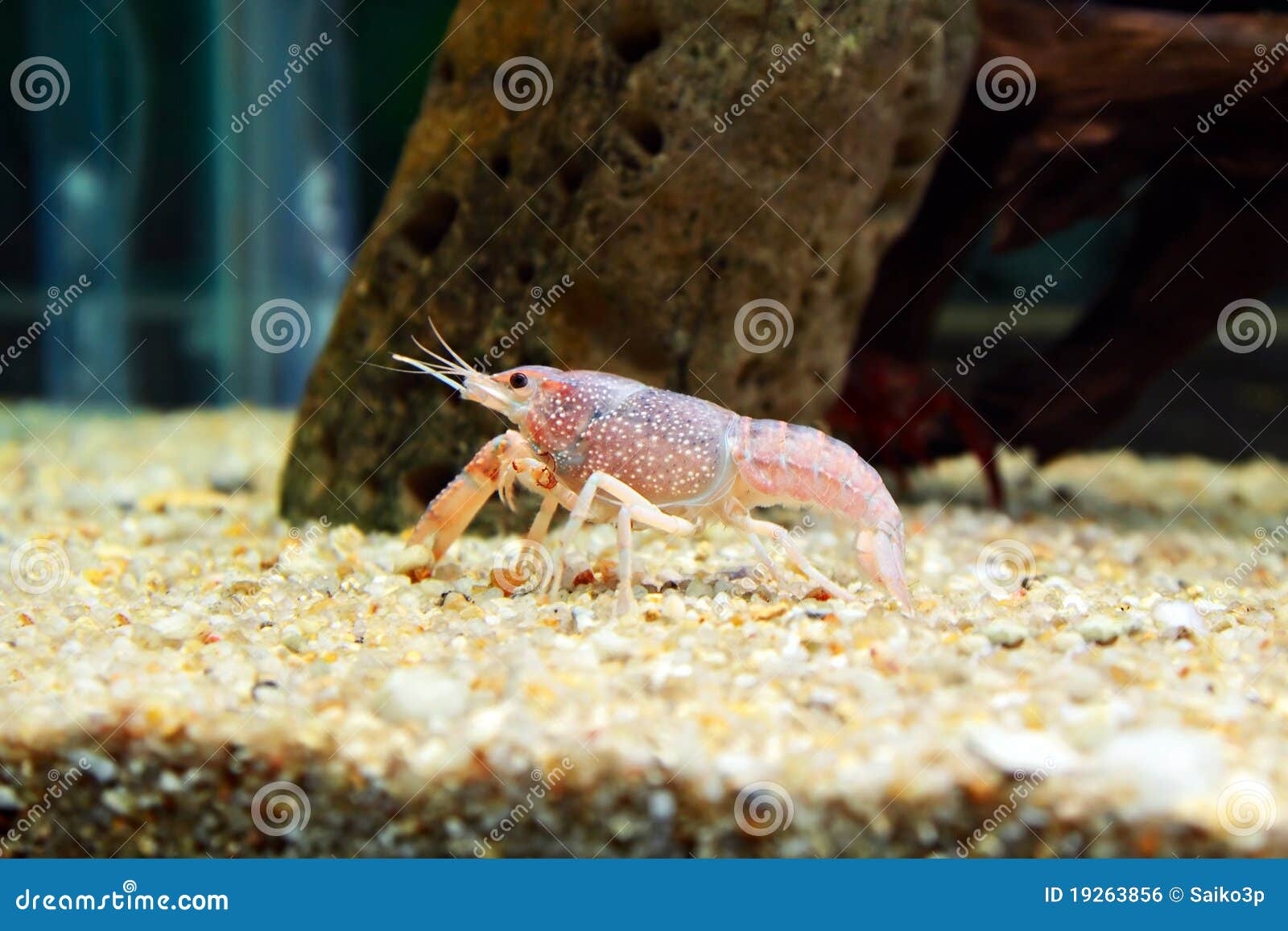 Crawfish stock photo. Image of rock, aquarium, shell - 19263856