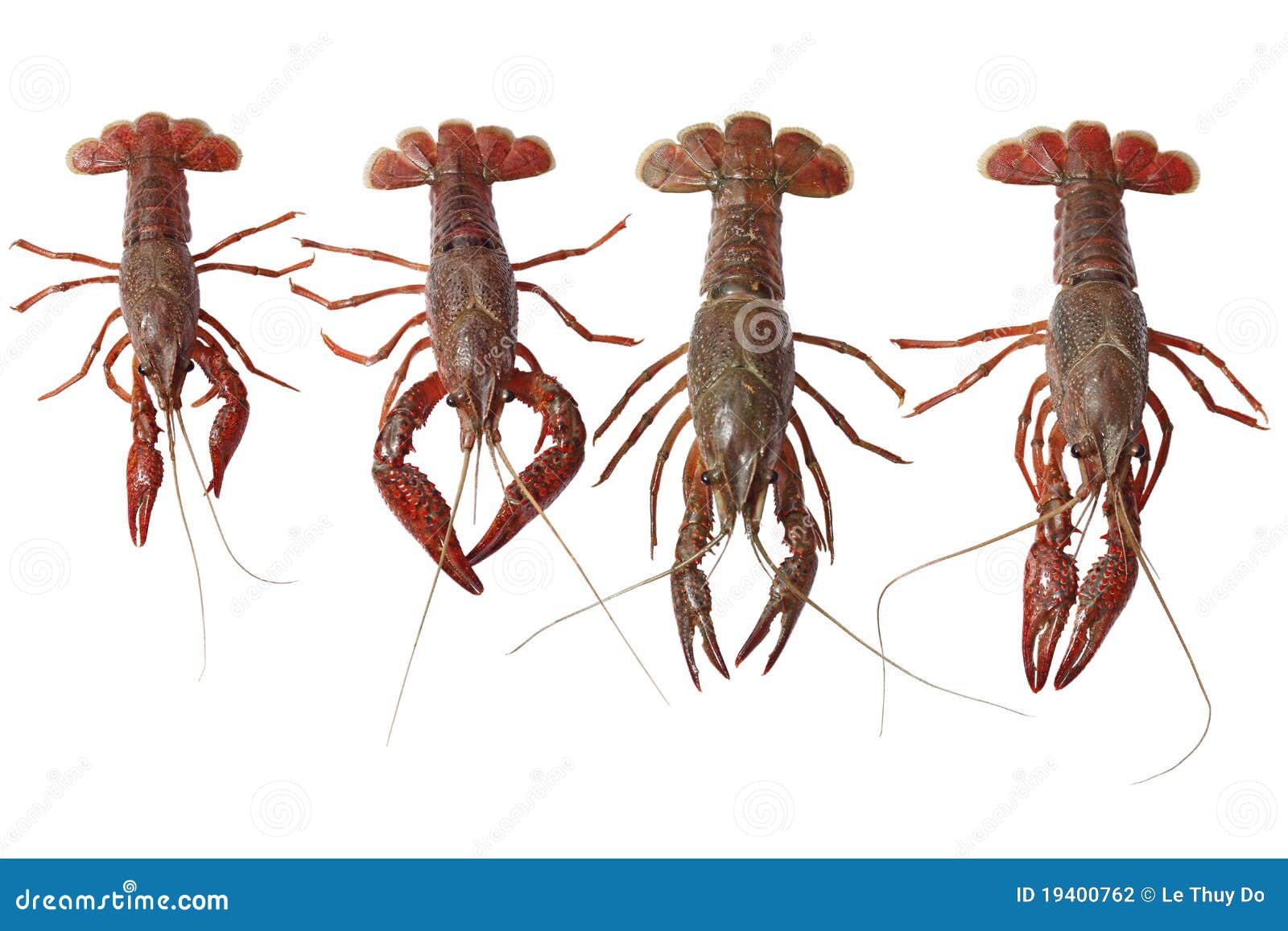 Crawfish stock photo. Image of invertebrate, life, hand - 19400762