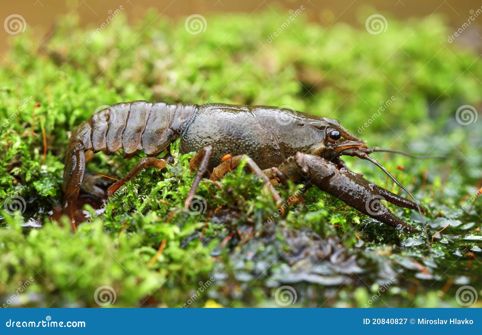 Crawfish stock image. Image of crayfish, tail, wildlife - 20840827