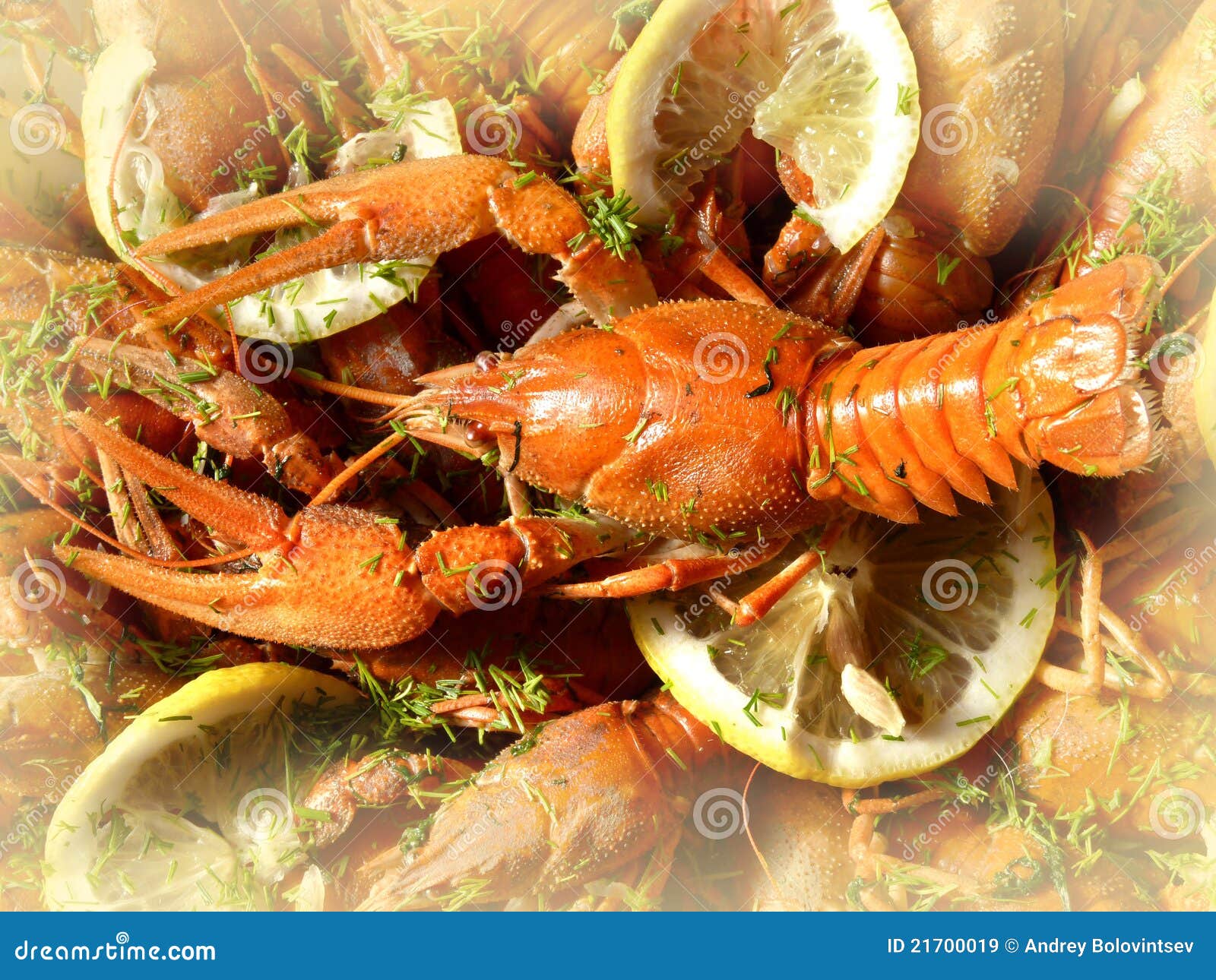 Crawfish stock image. Image of claw, summer, nature, crayfish - 21700019