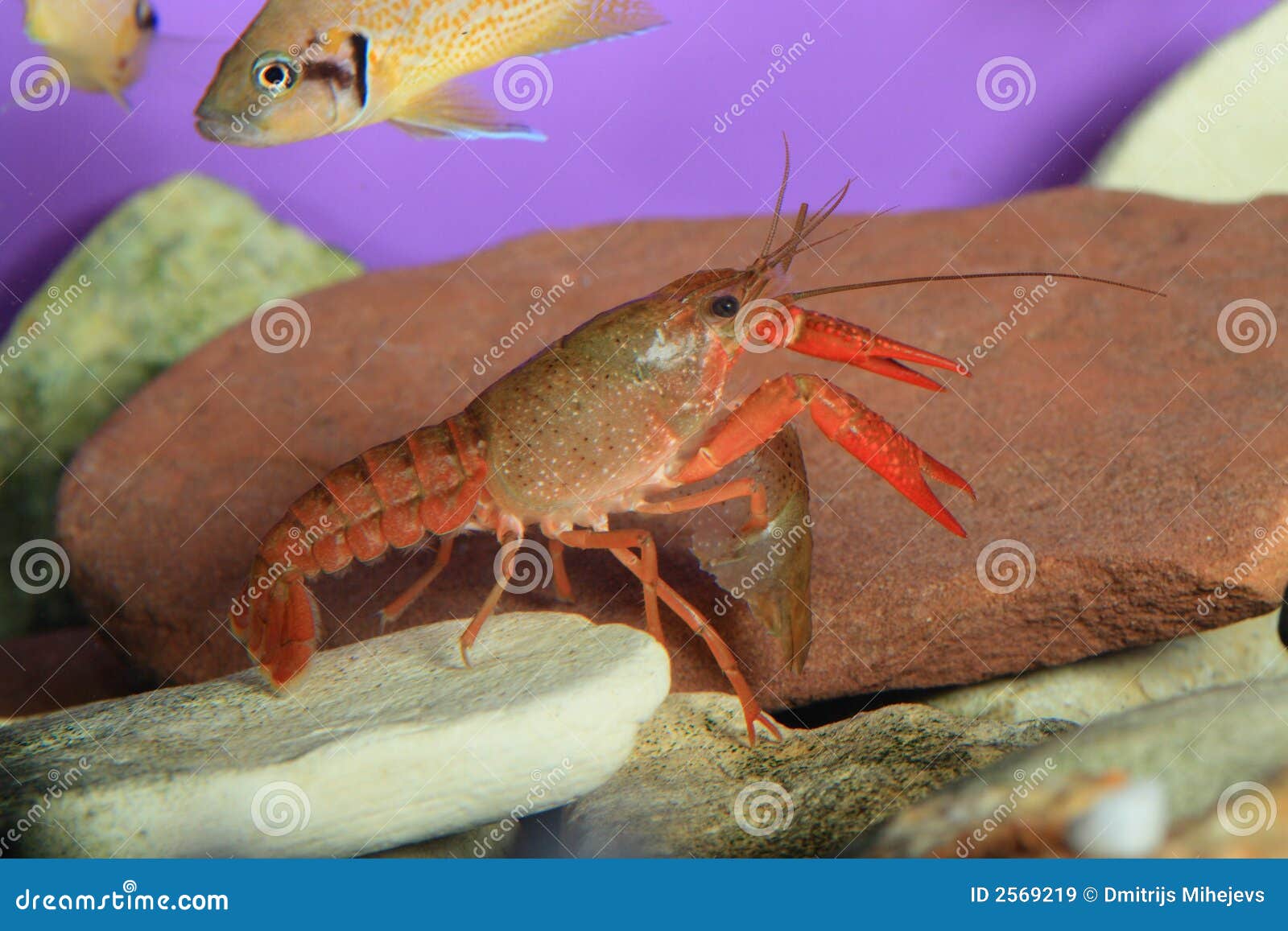 Crawfish stock image. Image of fantastic, aquarium, prawn - 2569219