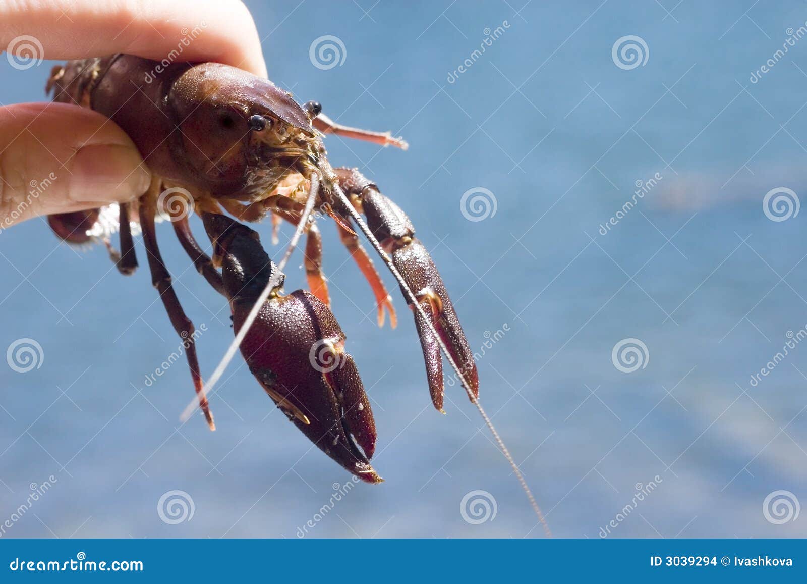 Crawfish stock photo. Image of claws, fingers, hand, summer - 3039294