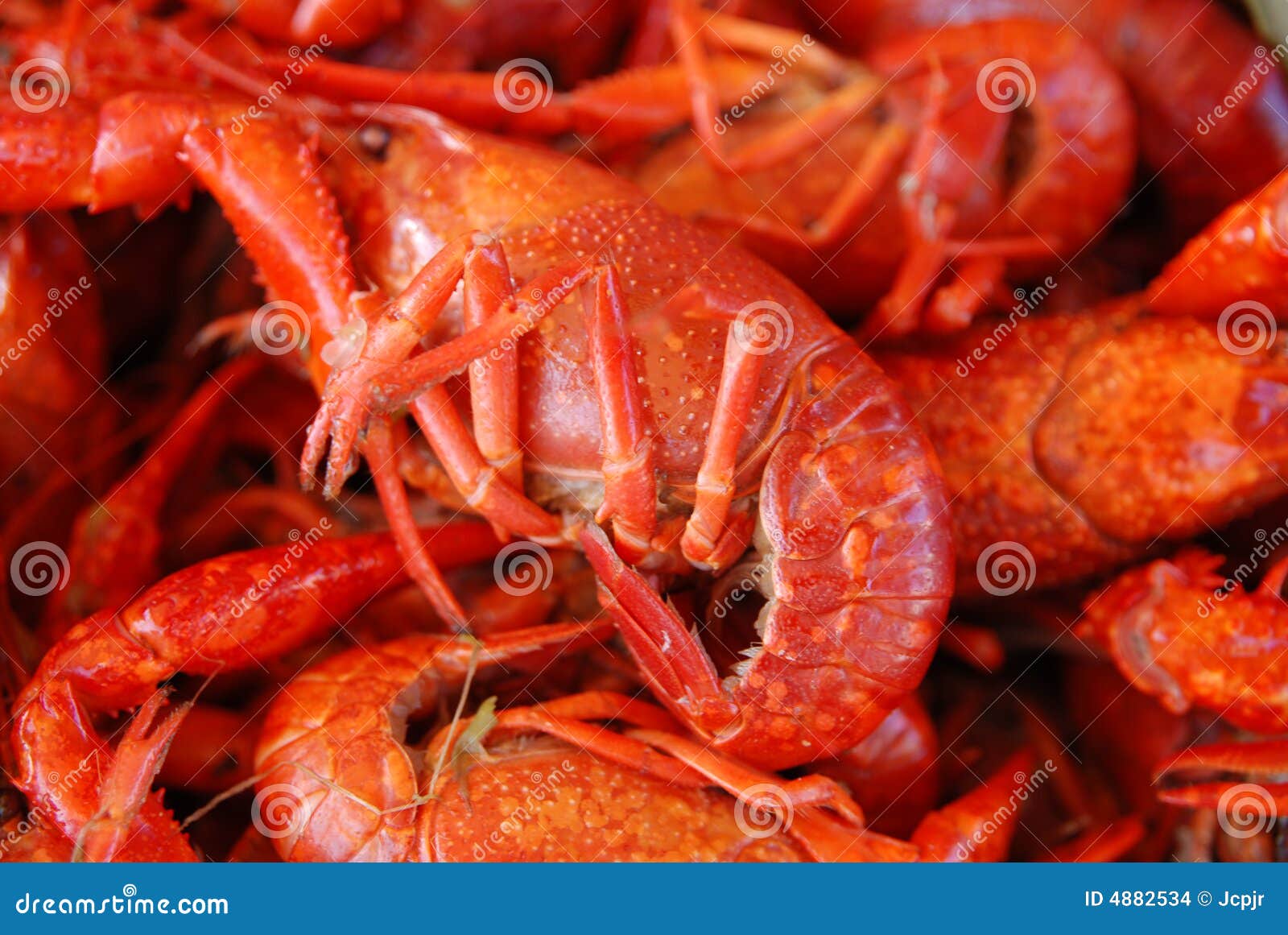 Crawfish stock photo. Image of cook, macro, fresh, crawfish - 4882534