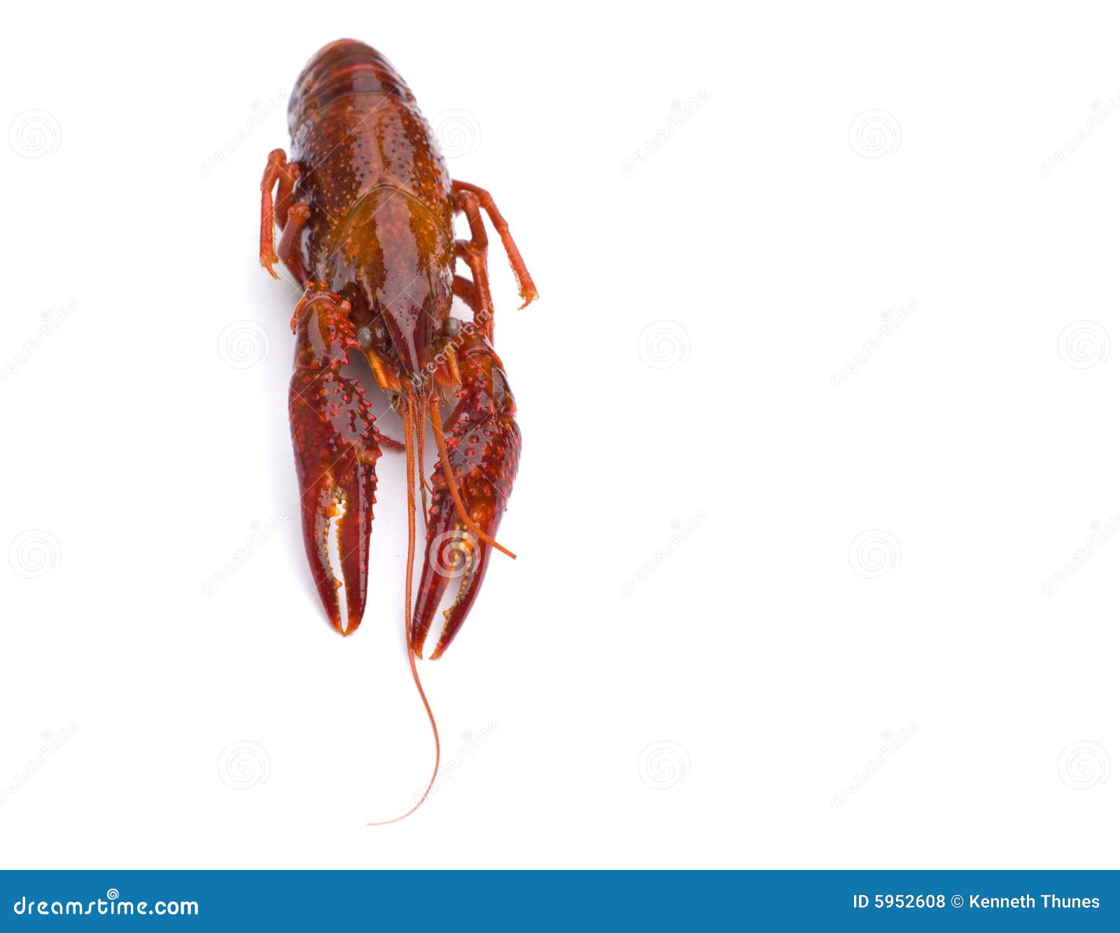 Crawfish stock photo. Image of shell, food, horn, good - 5952608