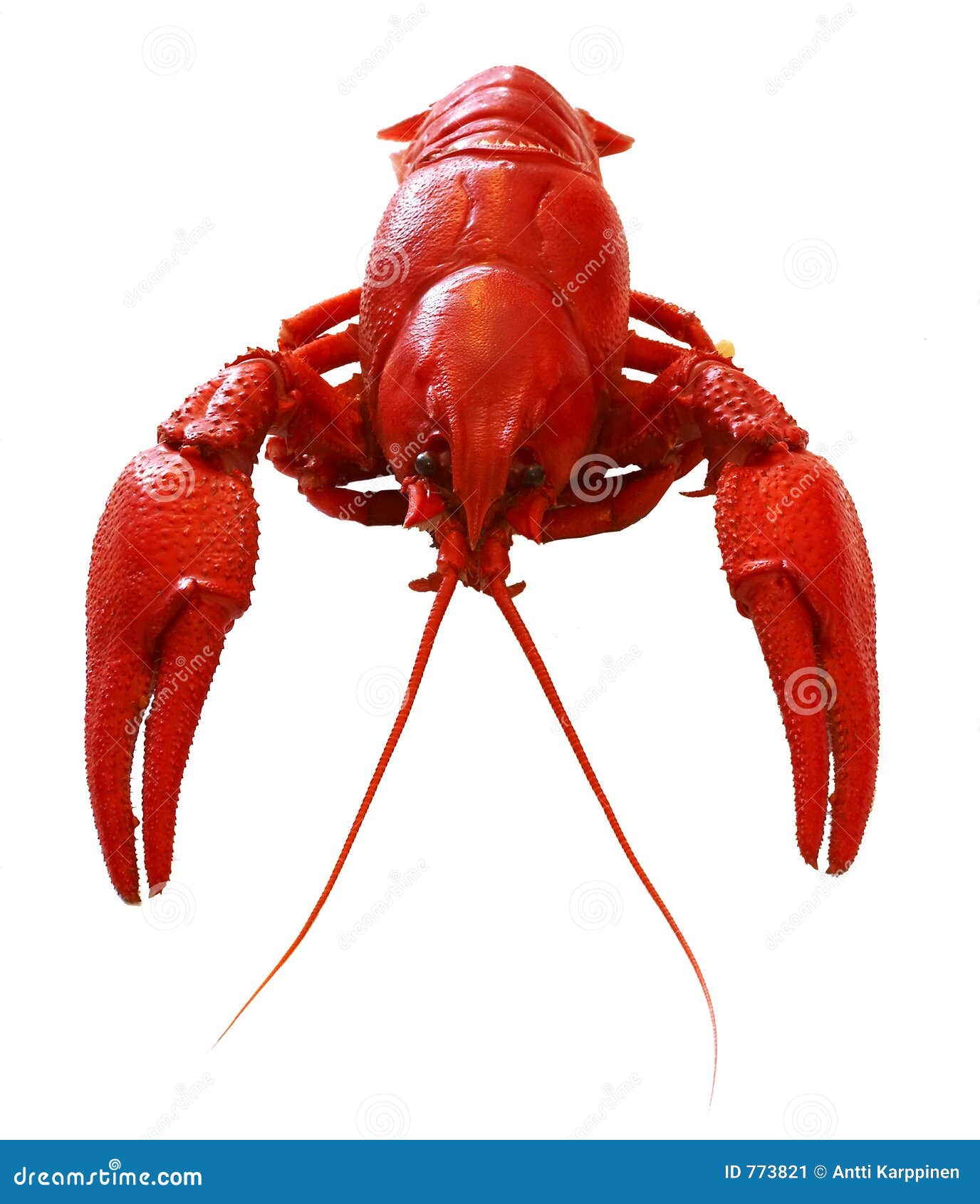Crawfish stock image. Image of crayfish, seasoned, crawfish - 773821