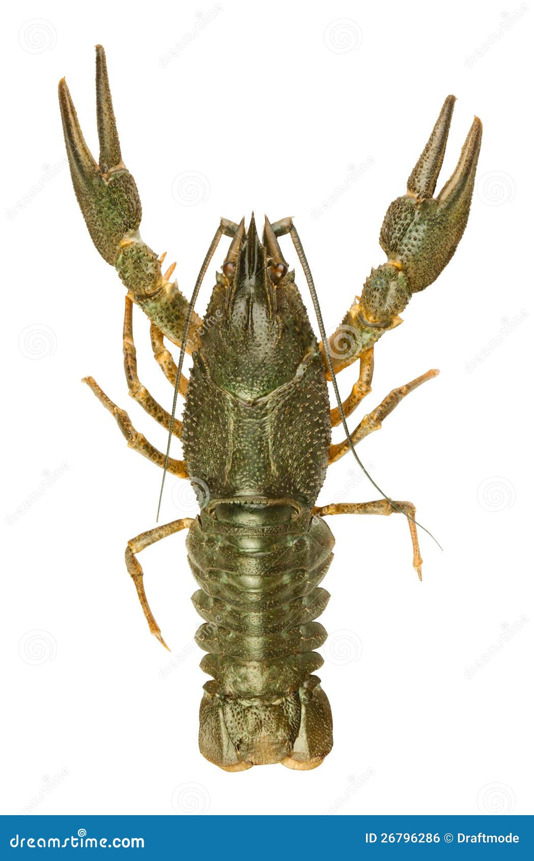 Crawfish alive one stock photo. Image of nature, antenna - 26796286