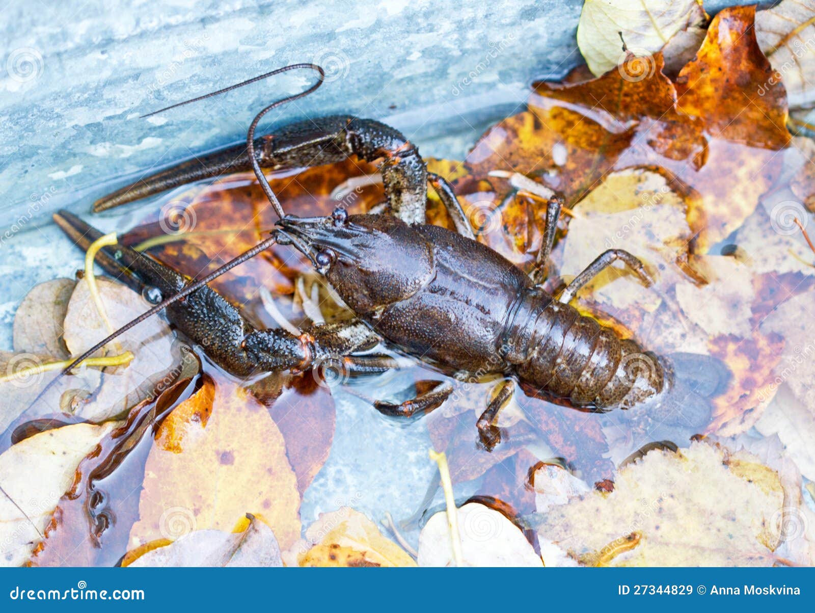 Live Crawfish In Water