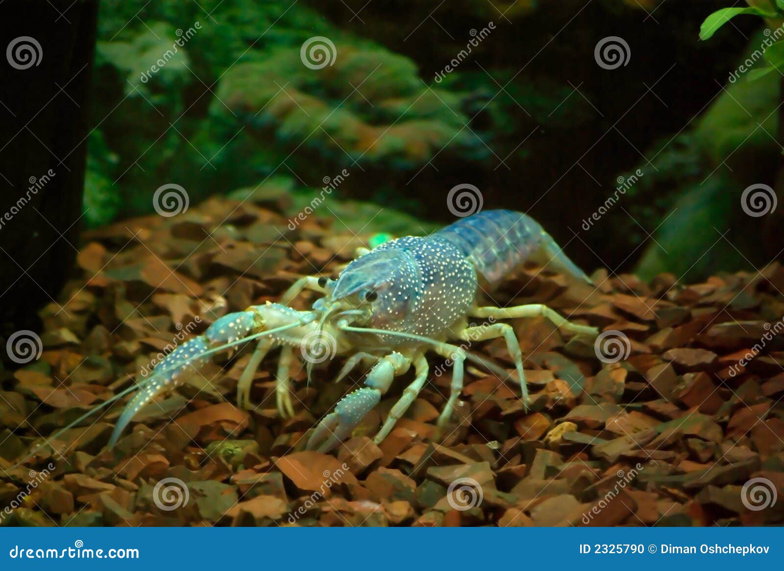 Crawfish in the aquarium stock photo. Image of live, market - 2325790