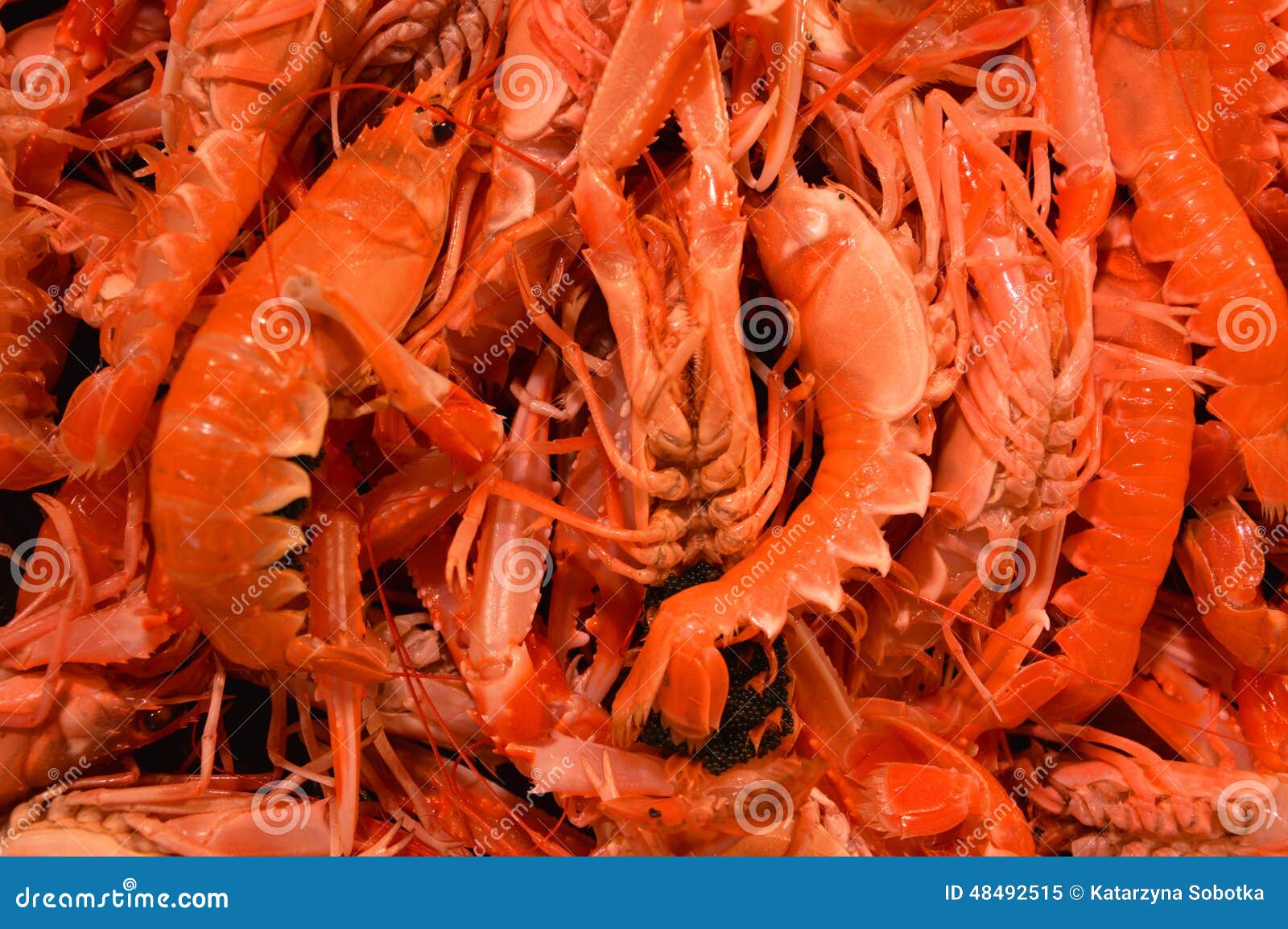 Crawfish stock image. Image of crawfish, marine, macro - 48492515