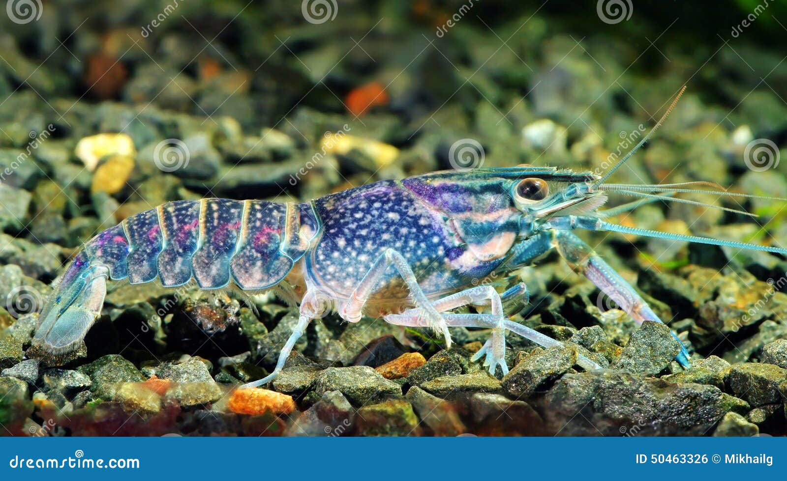 Crawfish stock photo. Image of crawfish, aquarium, crustacean - 50463326