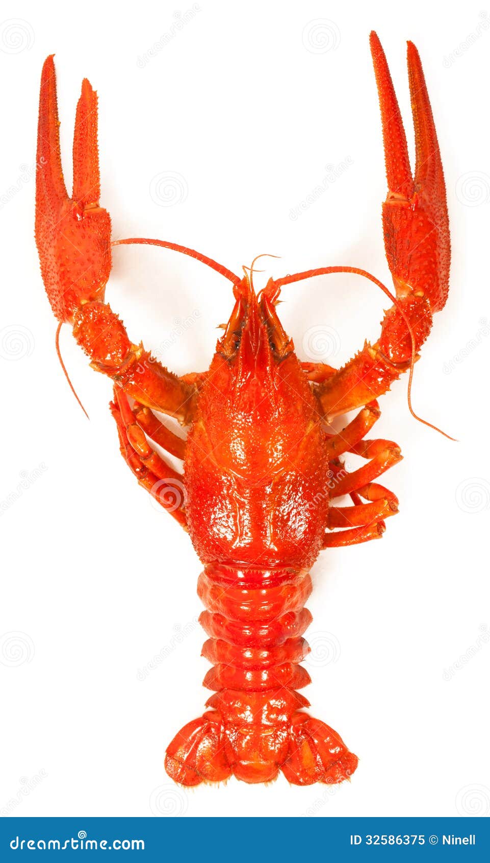 Crawfish stock image. Image of invertebrate, isolated - 32586375