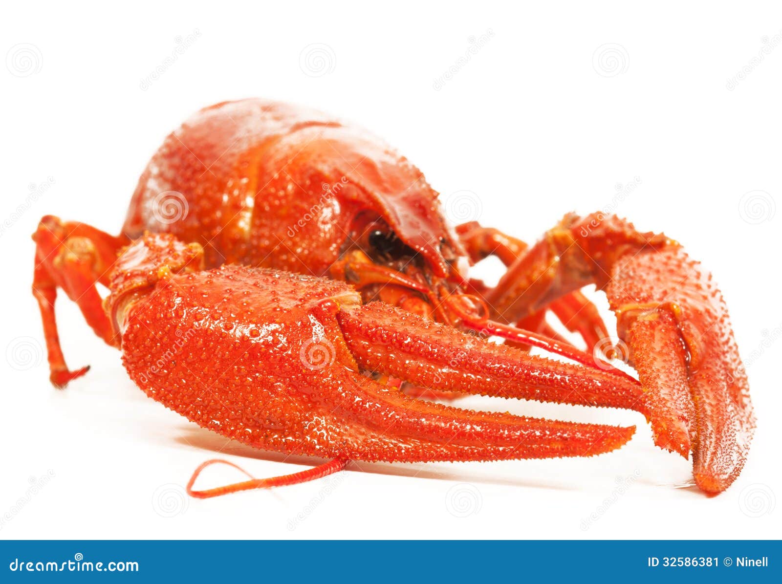 Crawfish stock image. Image of invertebrate, lorica, eating - 32586381