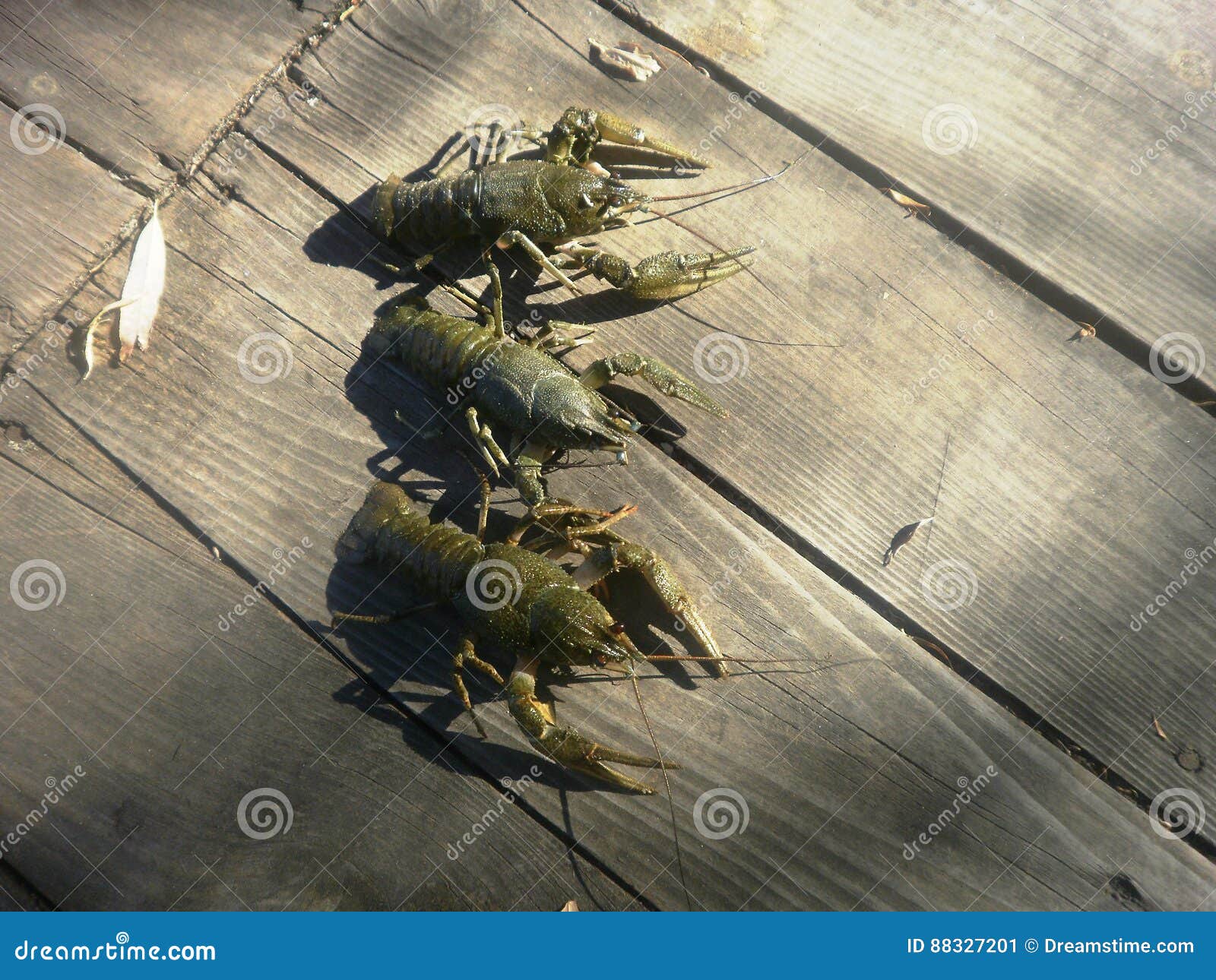 Crawfish stock image. Image of flight, white, love, beautiful - 88327201