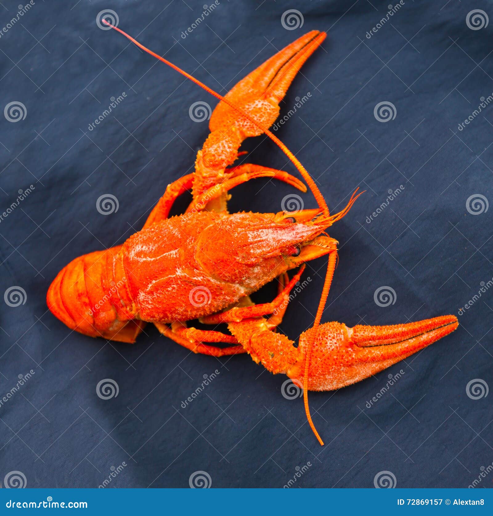 Crawfish crayfish stock image. Image of animal, eating - 72869157