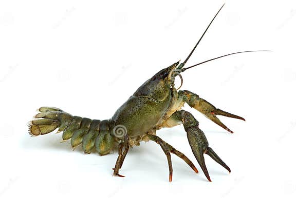 Crawfish in Defensive Position Stock Photo - Image of isolated, seafood ...