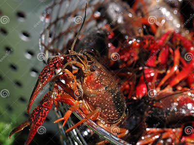 Crawfish escaping stock image. Image of crustacean, mudbug - 10432505