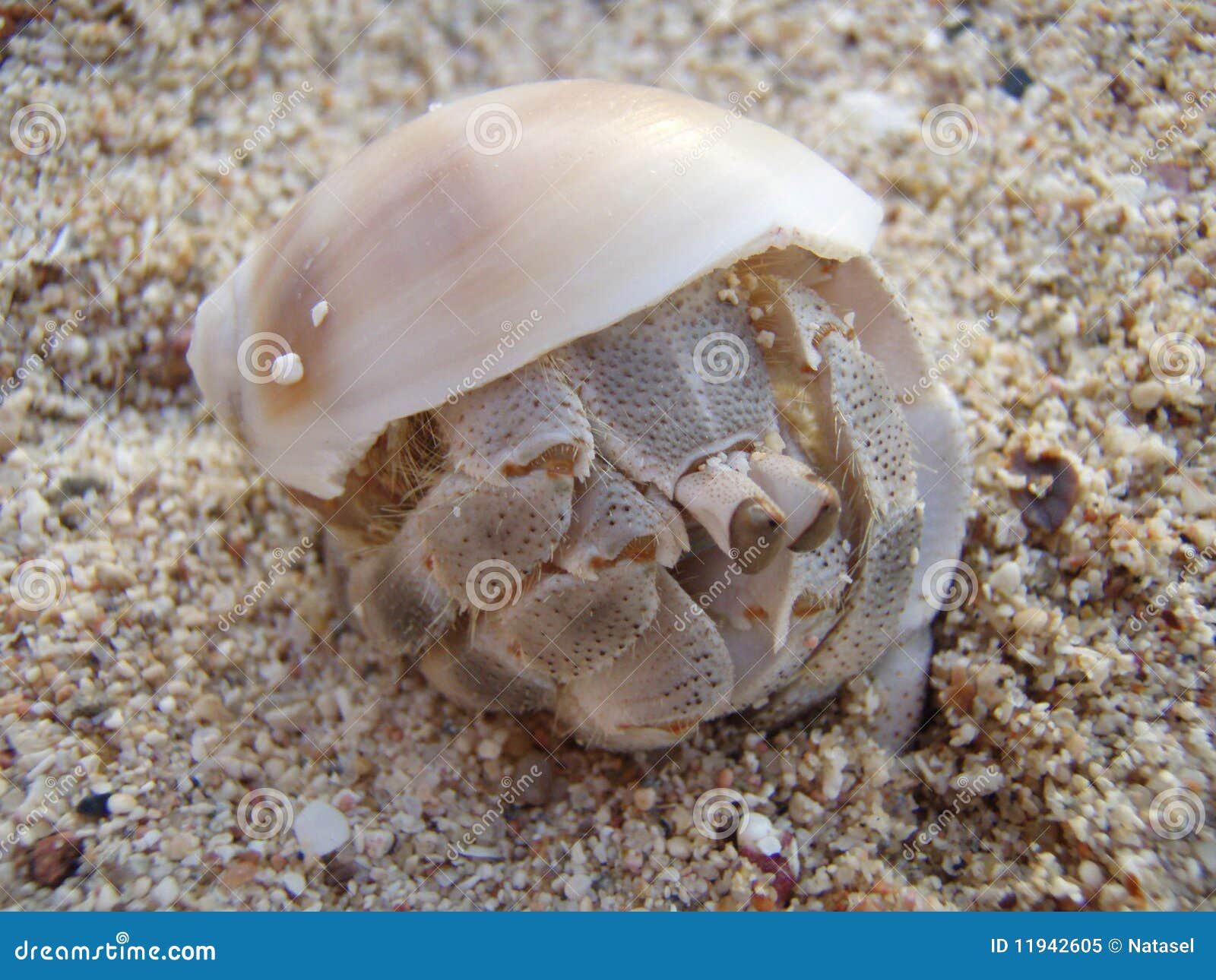 Crawfish Got Out from a Shell Stock Image - Image of eyes, sand: 11942605