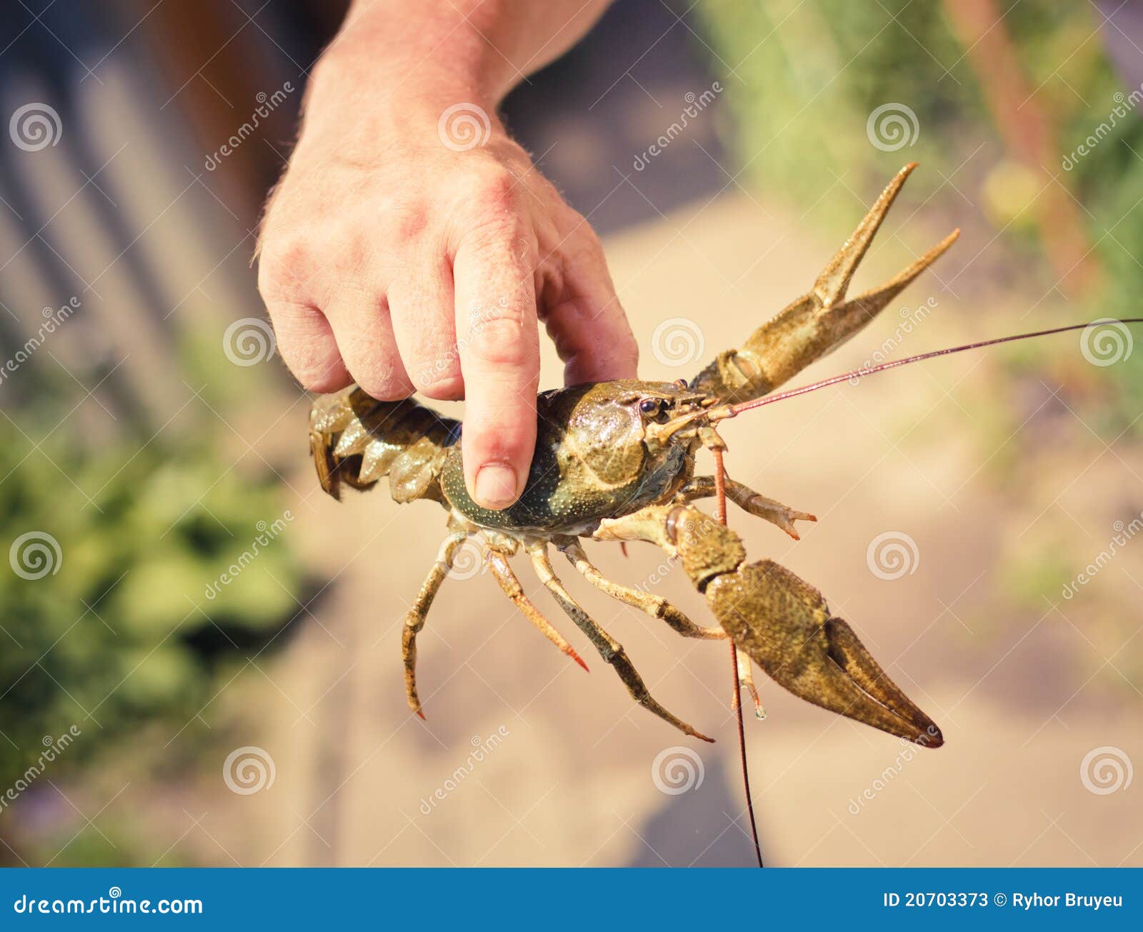 The crawfish in hand stock image. Image of detail, life - 20703373