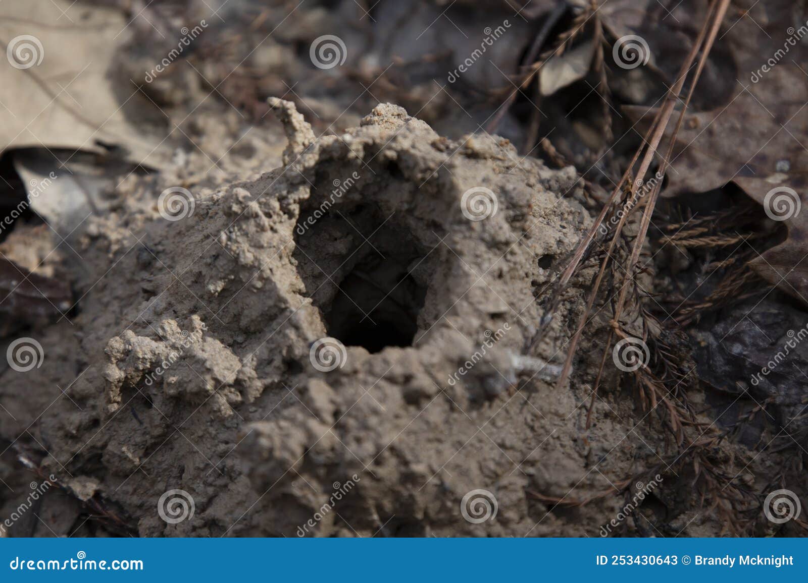 Crawfish Hole Burrow in the Mud Stock Image - Image of hovel, crawdad ...