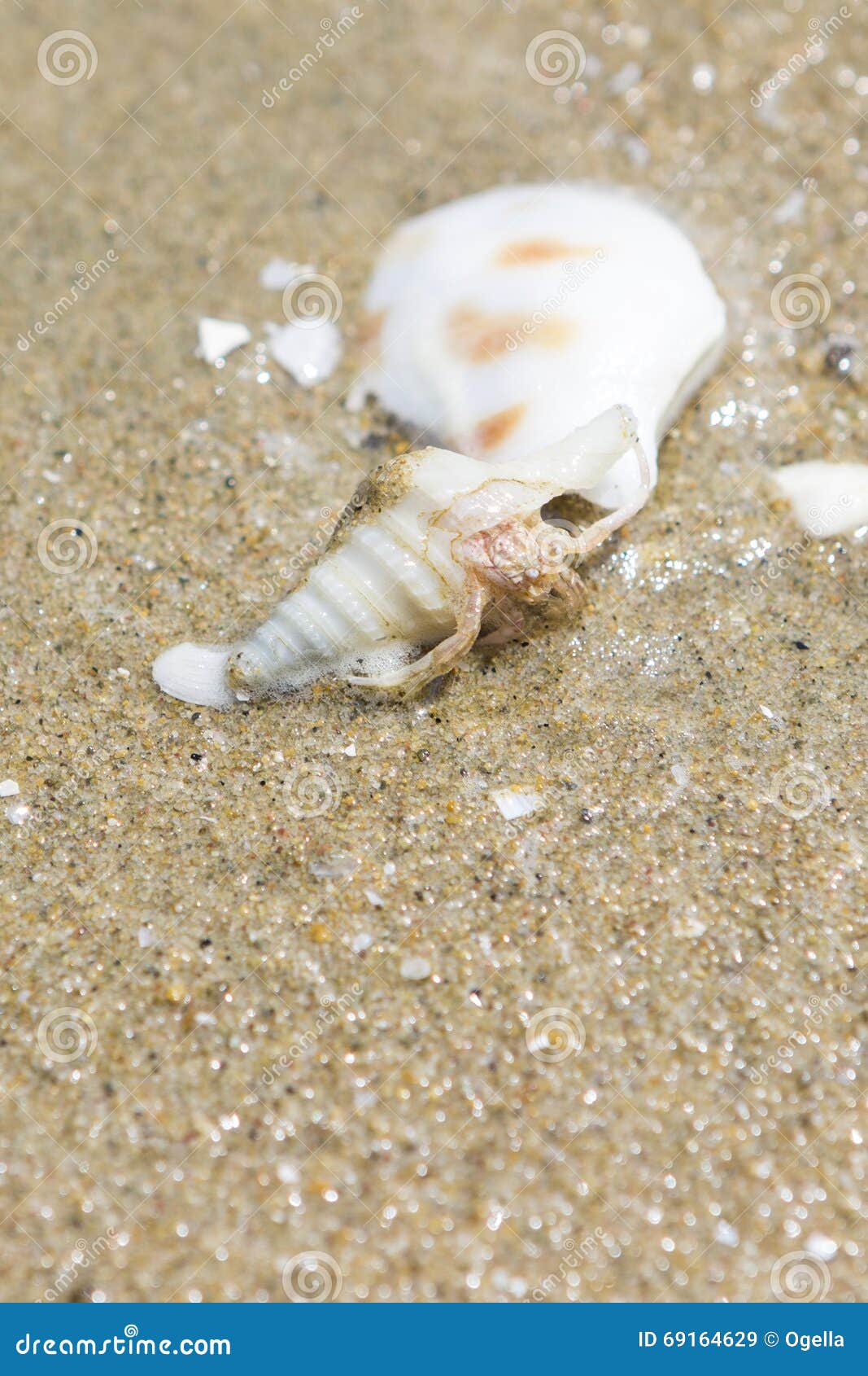 Crawfish Larva Caryying Shell Stock Image - Image of flood, crustacean ...