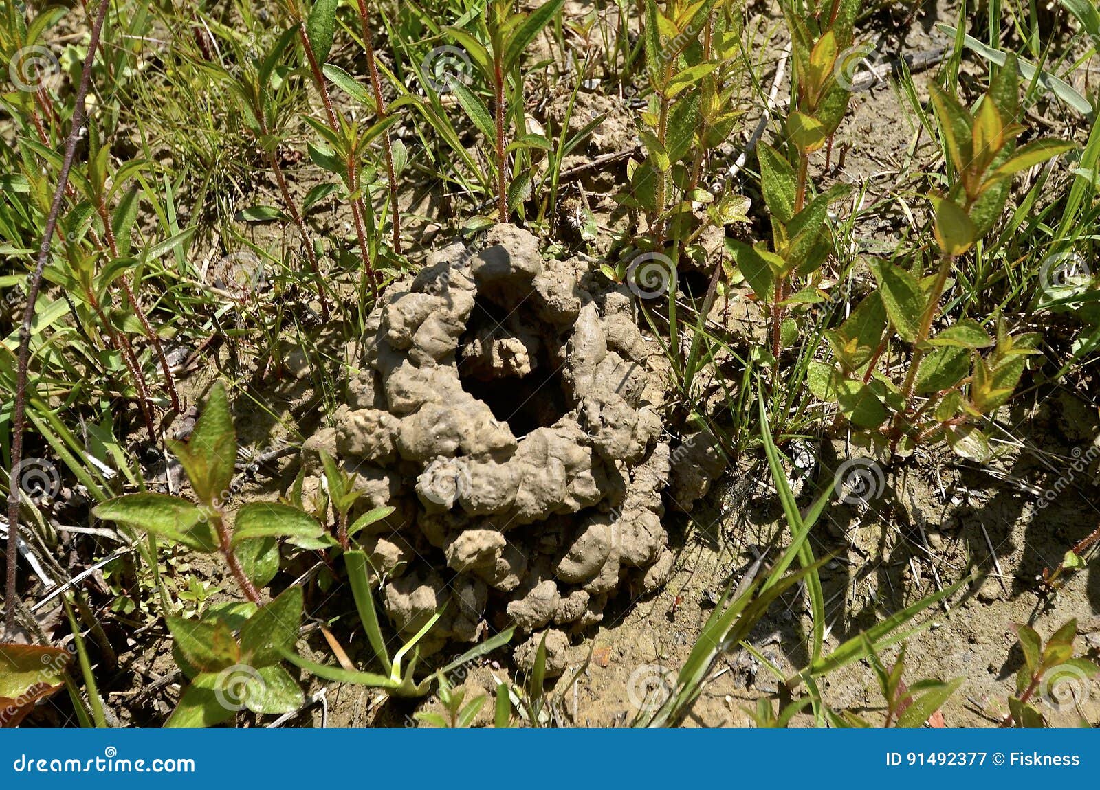 Crawfish mound in a swamp stock image. Image of lobsters - 91492377