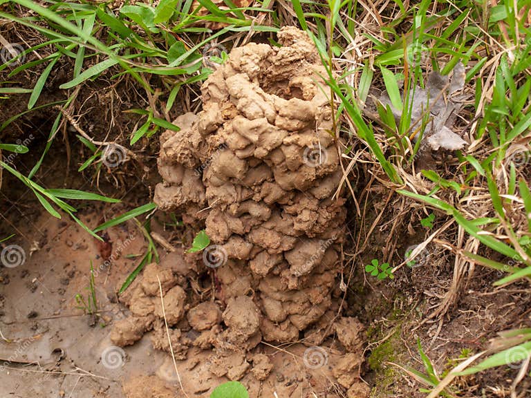 Crawfish Mud Hole Tower of Dirt Stock Image - Image of animal, grass ...