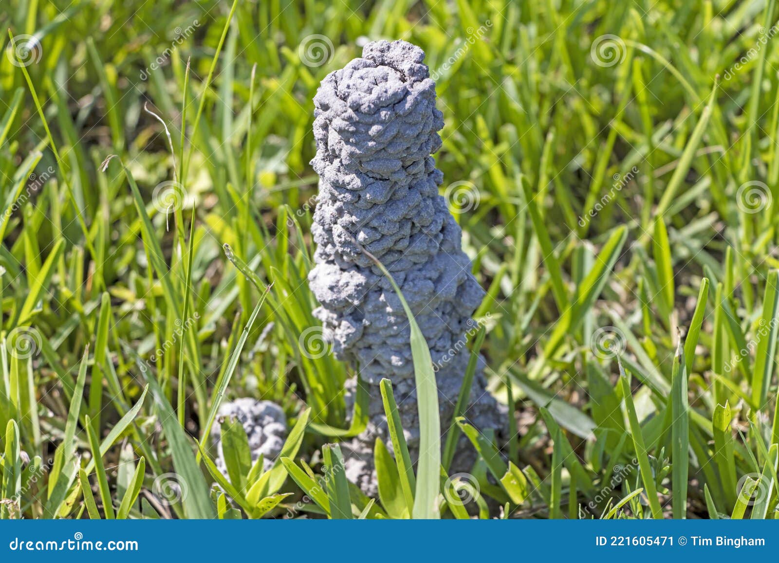 Crawfish mud tower stock image. Image of craw, green - 221605471