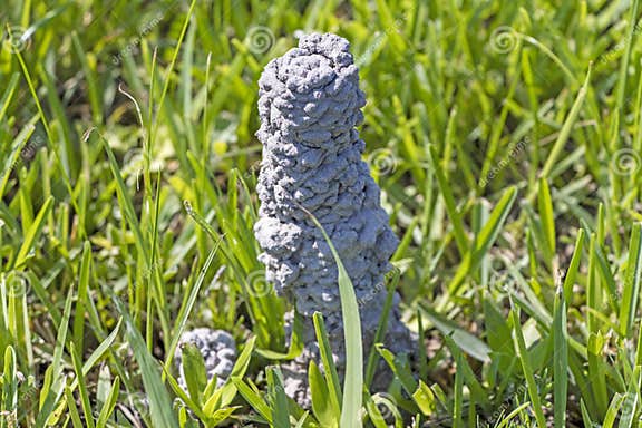 Crawfish mud tower stock image. Image of craw, green - 221605471