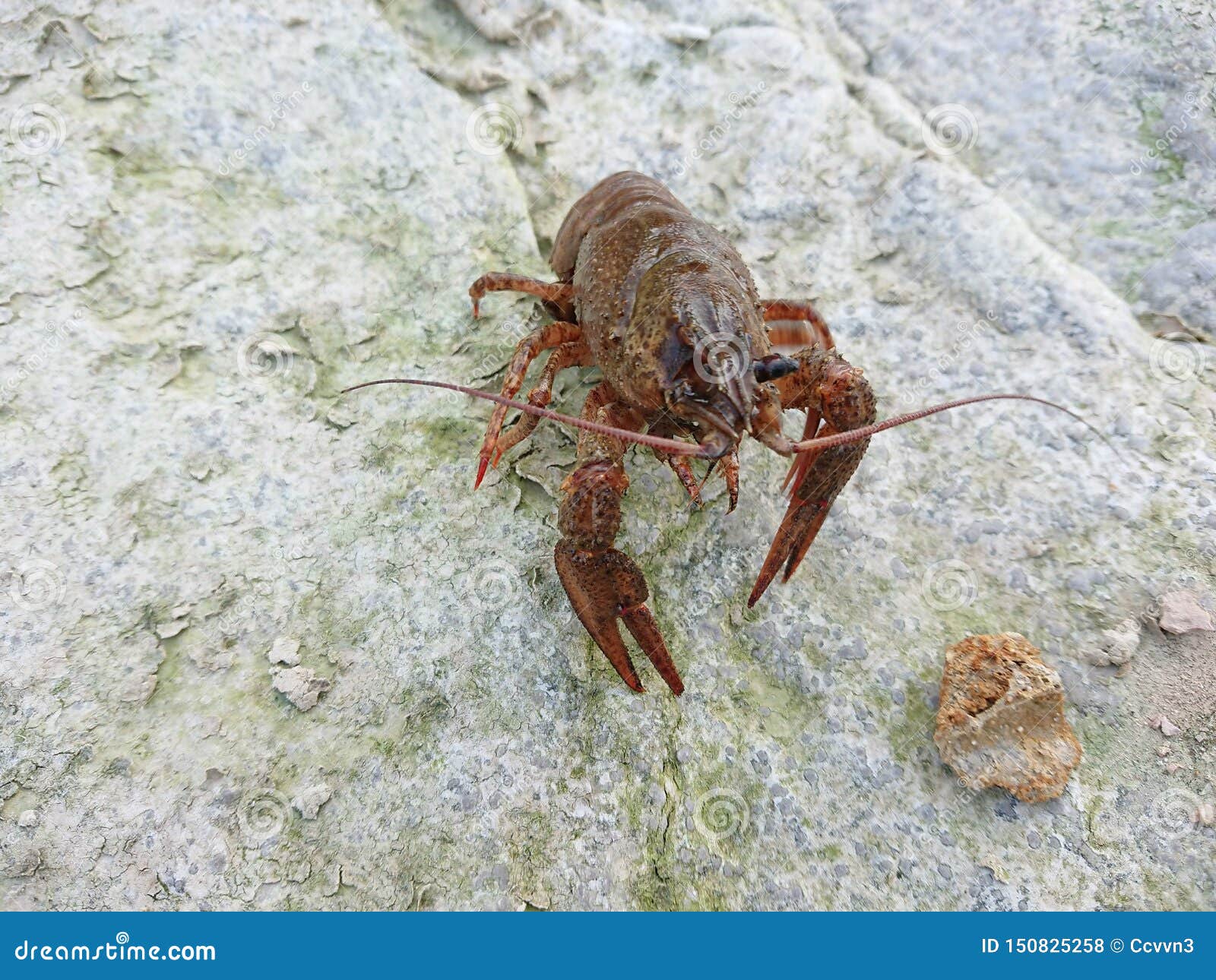 Crawfish on the Rocks Looking for a Place To Spawn Stock Photo - Image ...