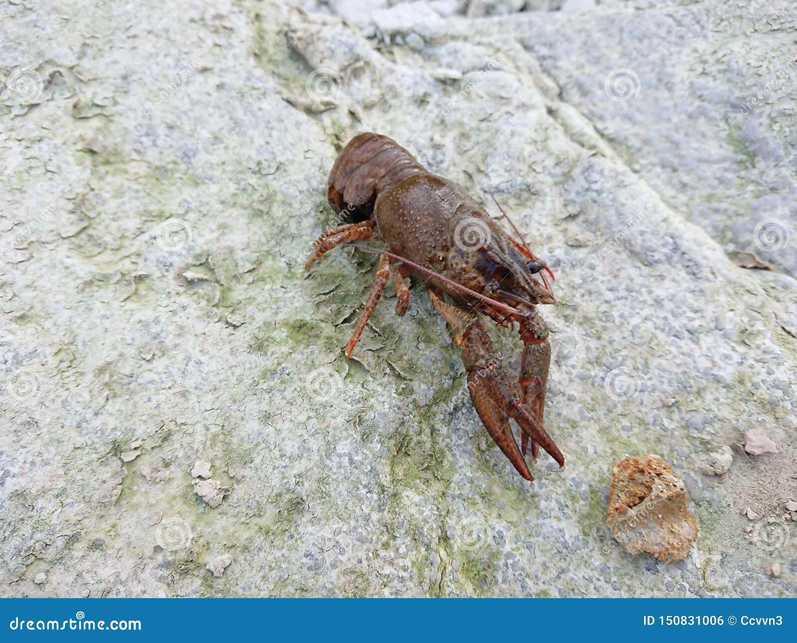 Crawfish on the Rocks Looking for a Place To Spawn Stock Photo - Image ...