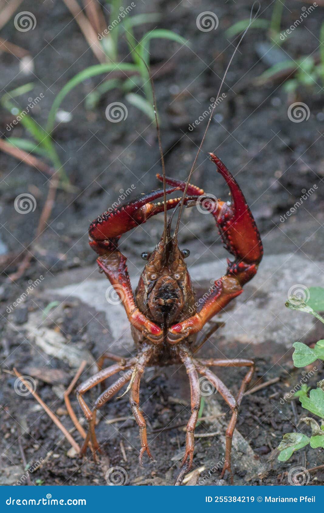 A Red Crawfish Displaying Threatening Behavior. Stock Image - Image of ...