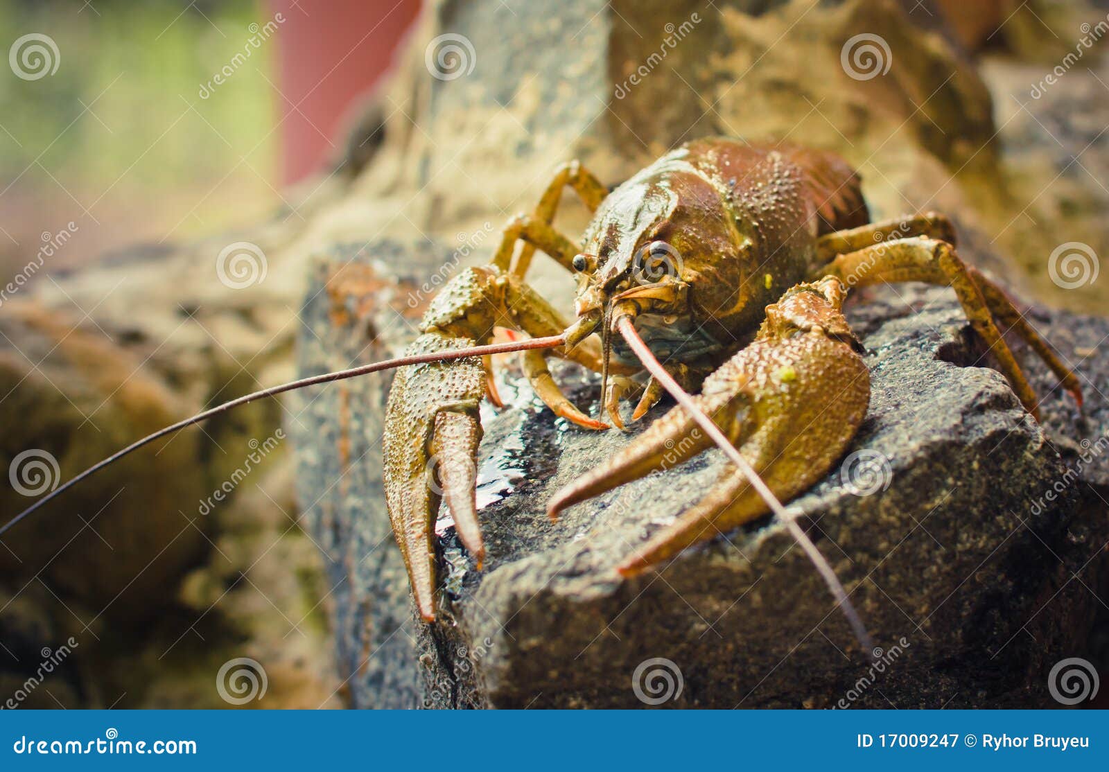The crawfish on a stone stock image. Image of close, fantastic - 17009247
