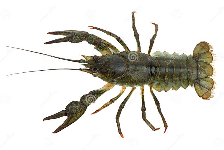 Crawfish. View from above stock image. Image of sharp - 11274199