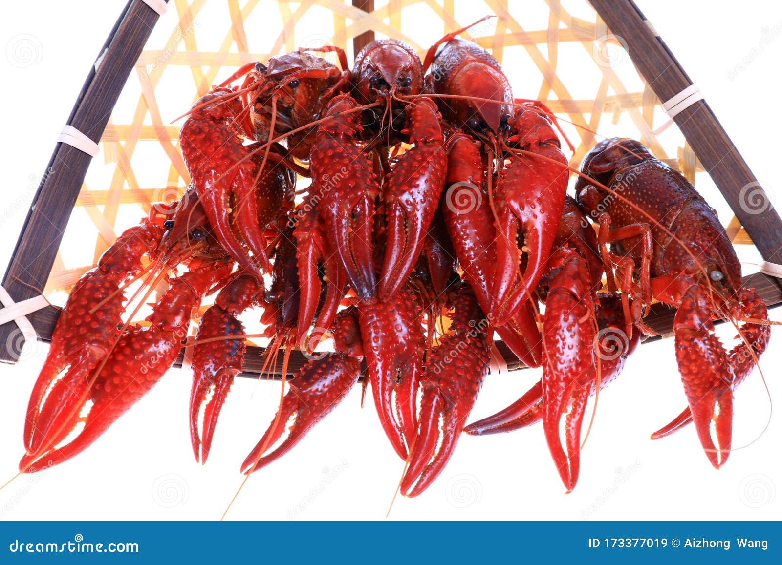 Crawfish stock image. Image of crayfish, background - 173377019