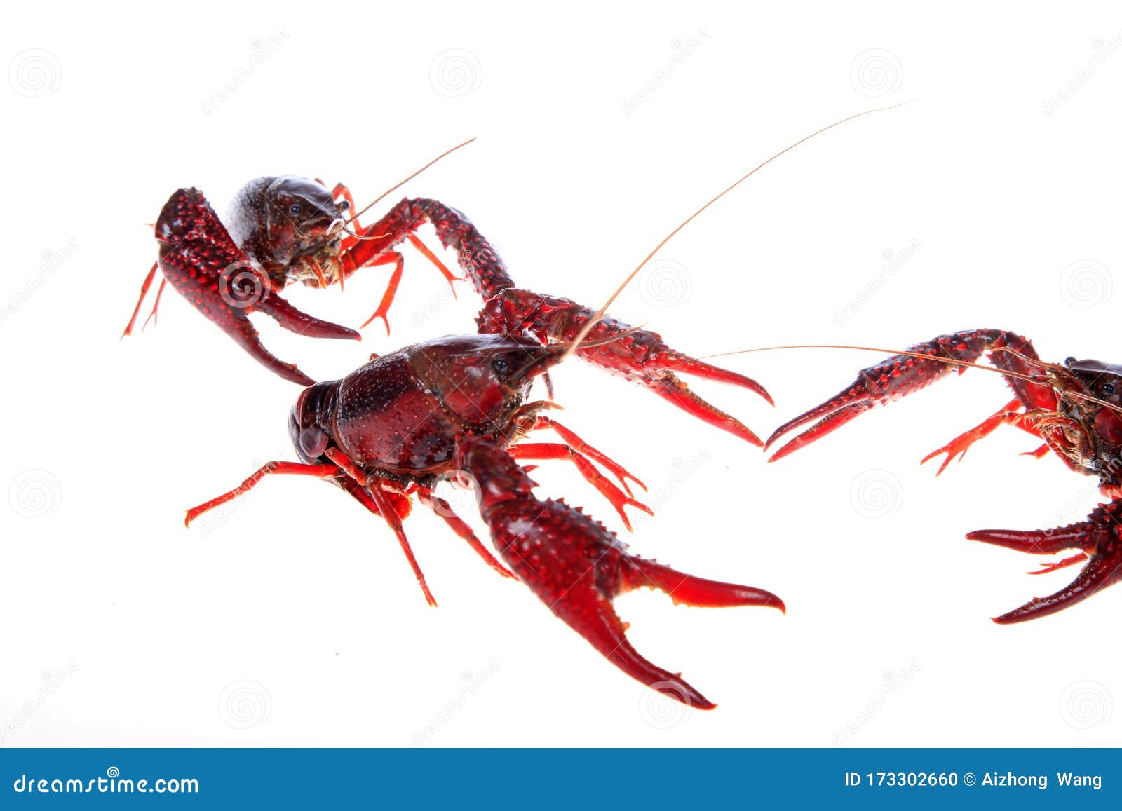Crawfish, white background stock photo. Image of restaurant - 173302660