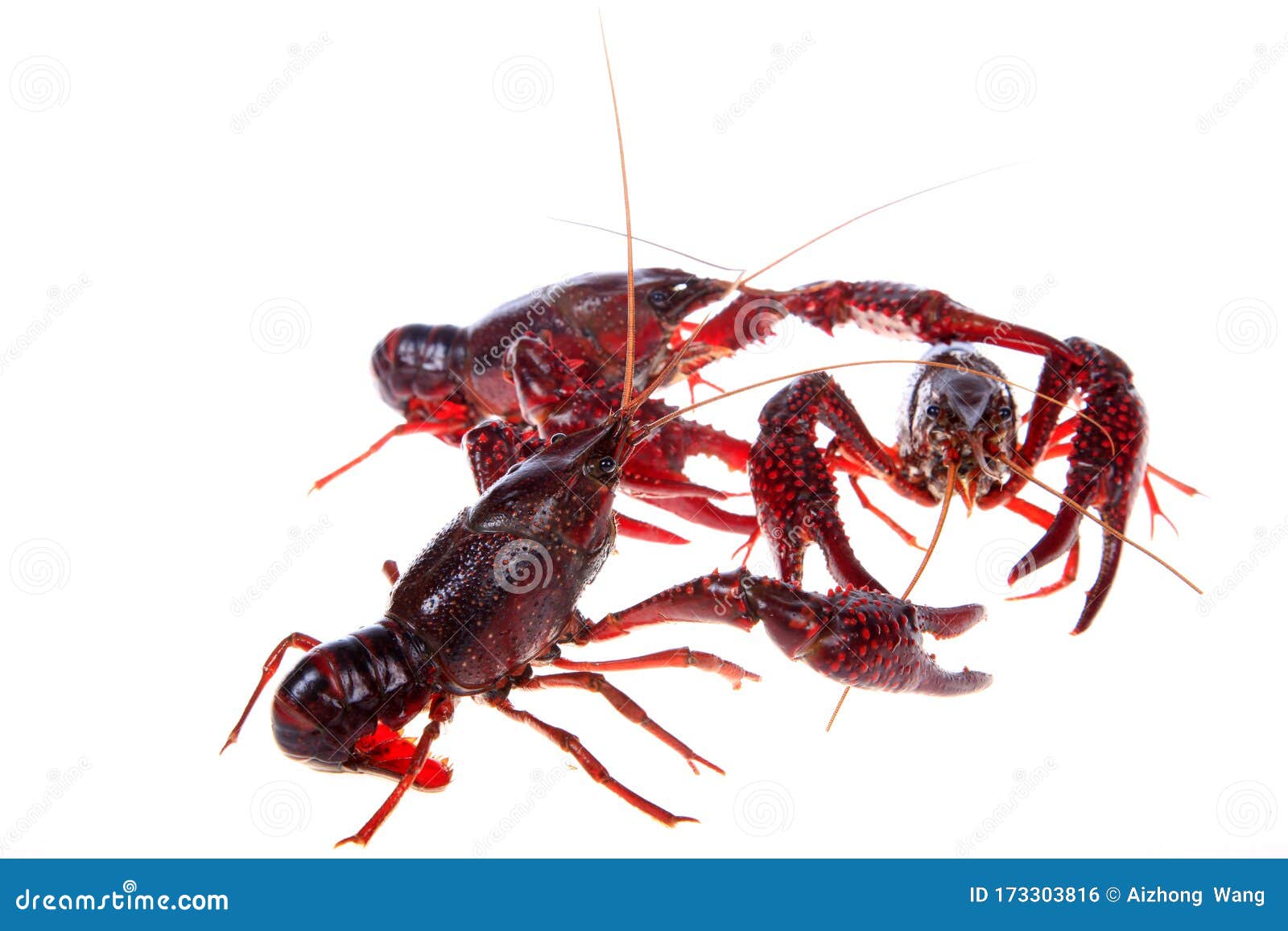 Crawfish, white background stock photo. Image of nutrition - 173303816