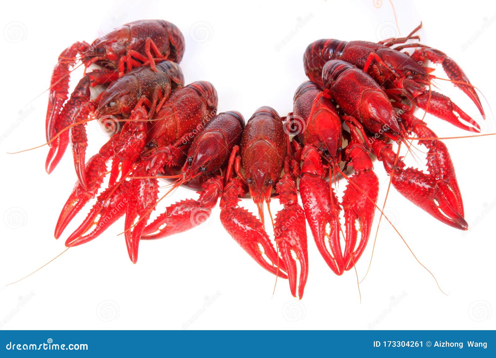 Crawfish, white background stock image. Image of prepared - 173304261
