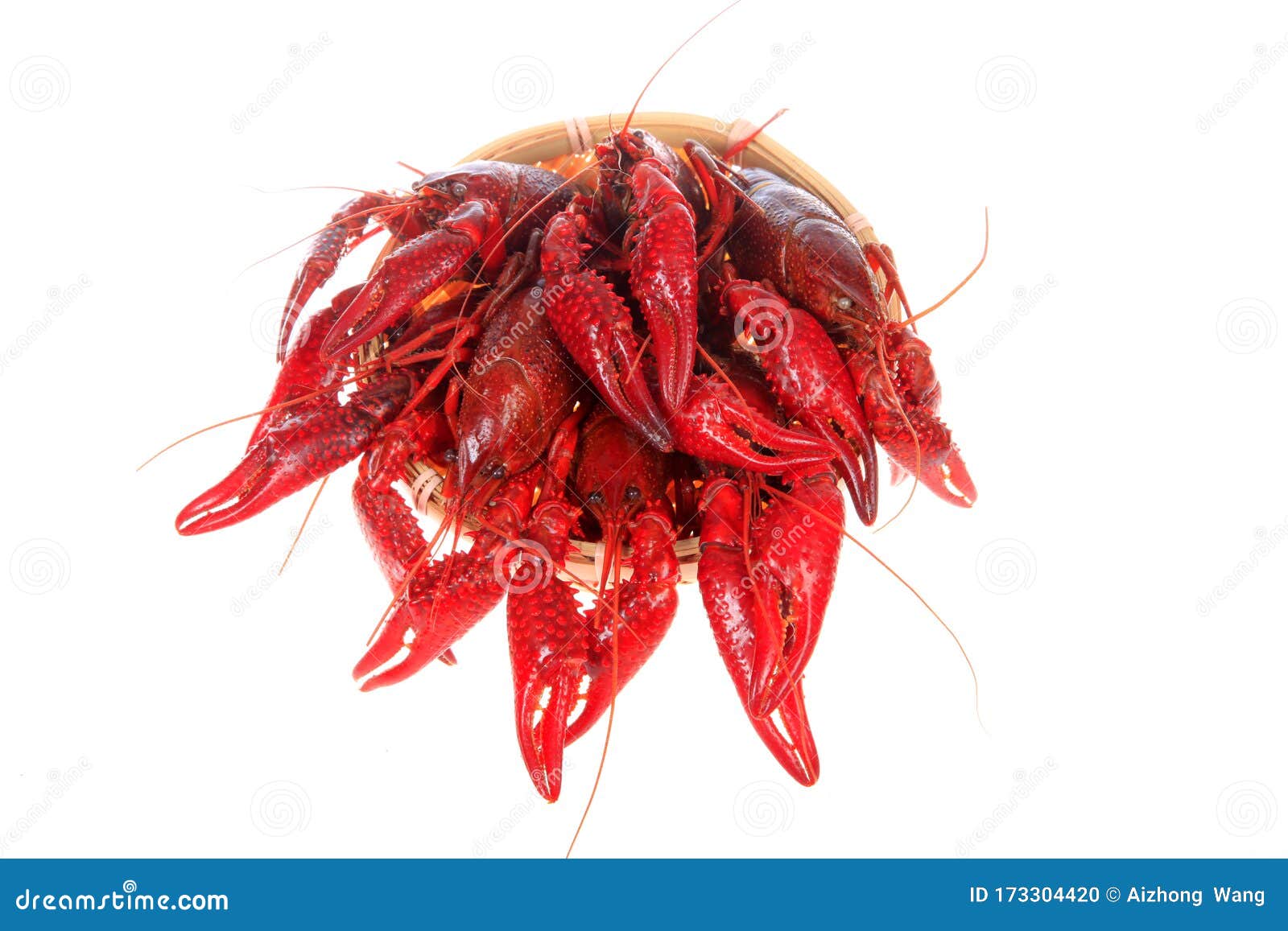 Crawfish, white background stock photo. Image of lobster - 173304420