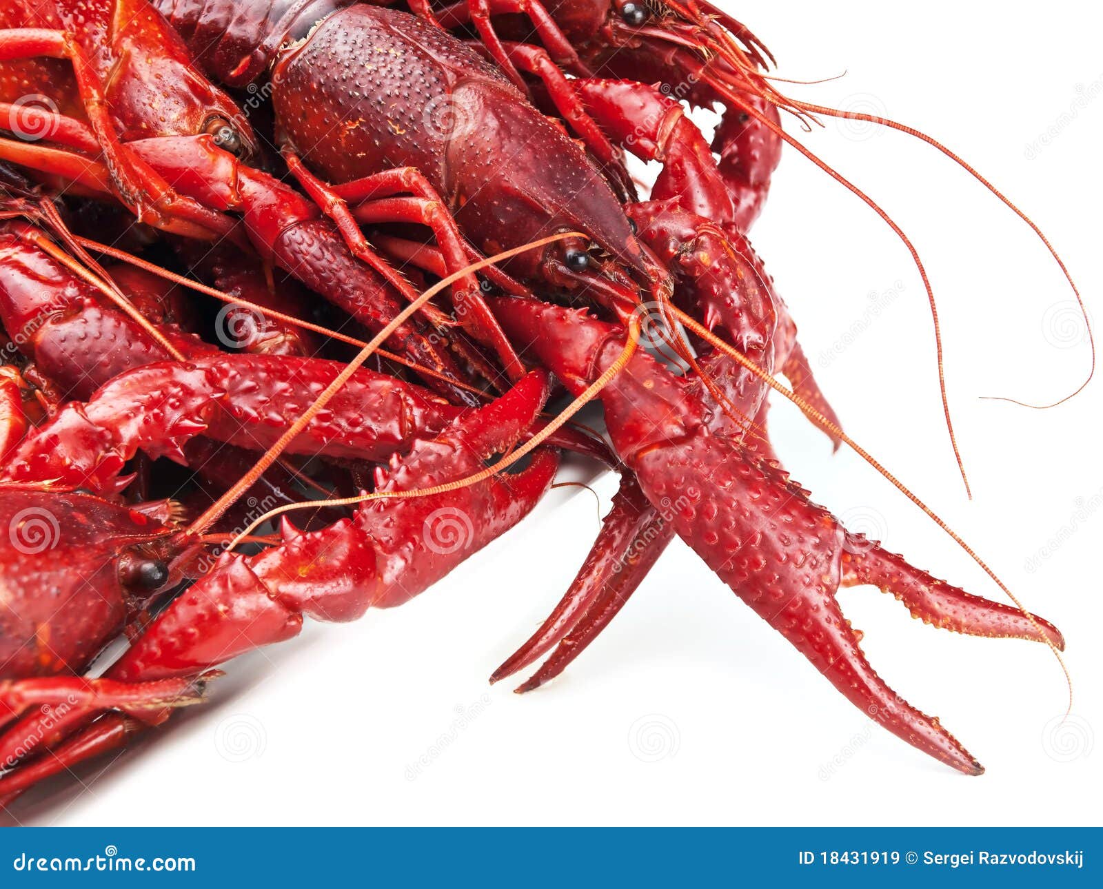 Crawfishes imagen de archivo. Imagen de fresco, cocinado - 18431919