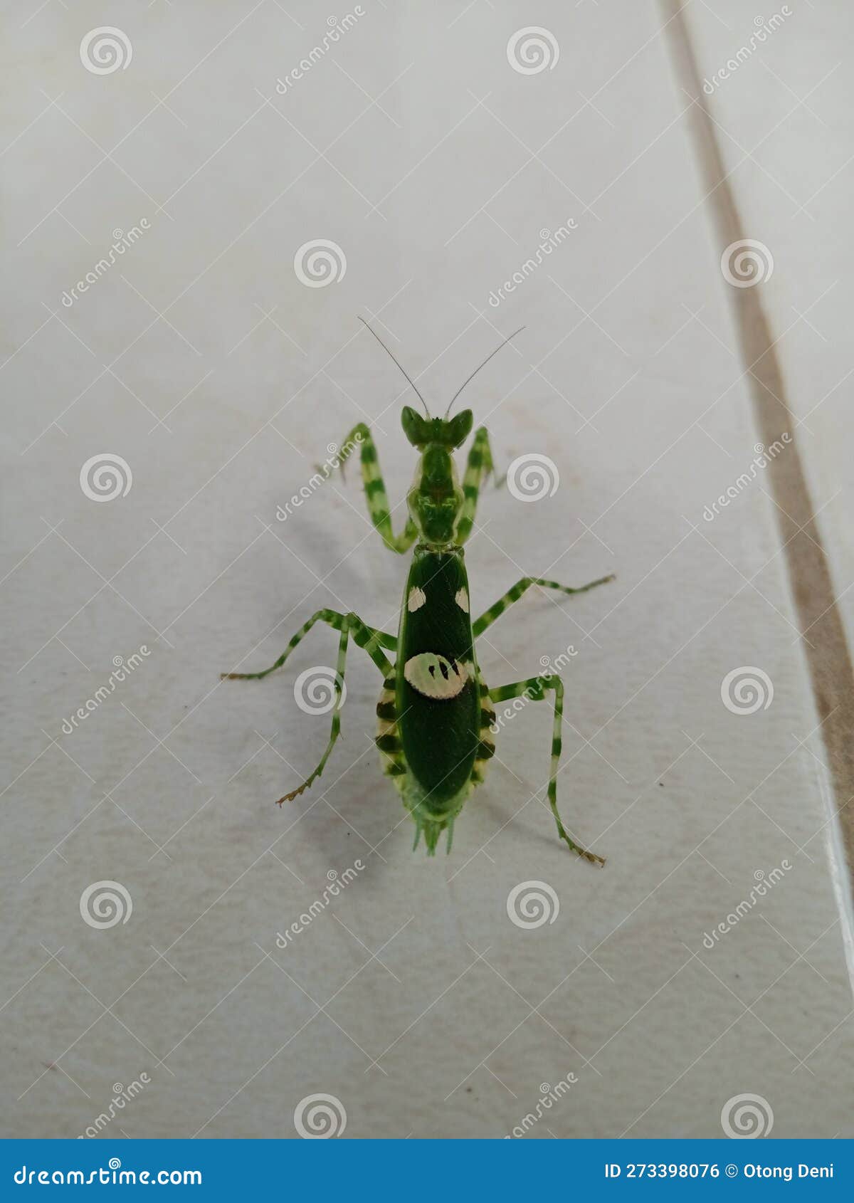 Crawl on the floor stock photo. Image of crawl, insect - 273398076