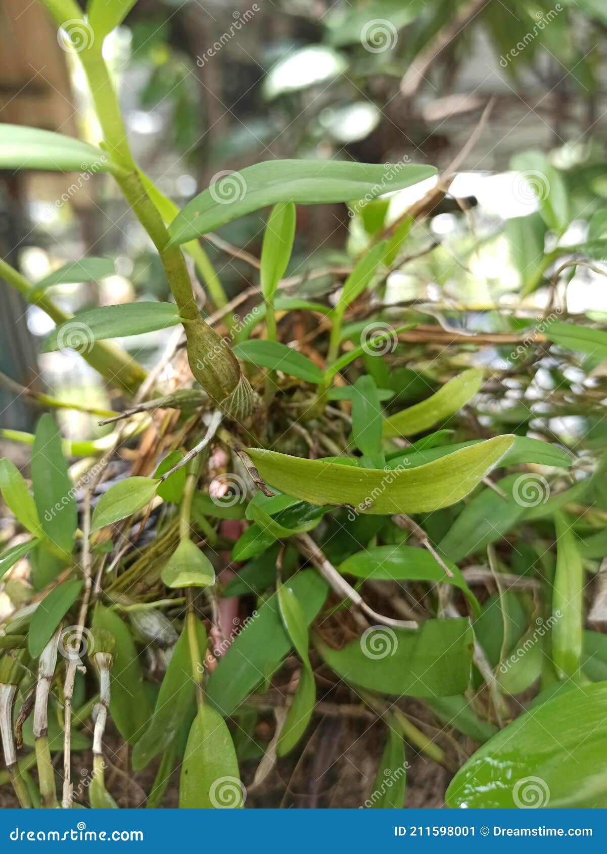 Crawl plants in the tree stock image. Image of tree - 211598001