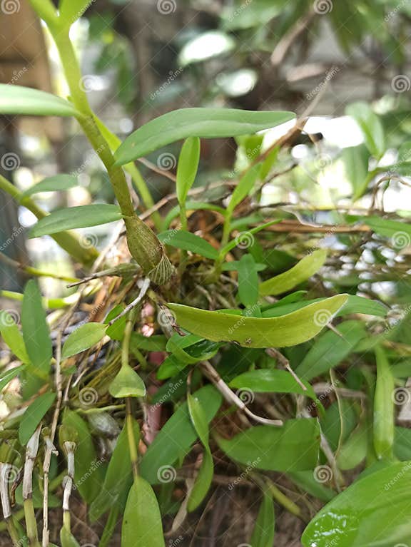 Crawl plants in the tree stock image. Image of tree - 211598001