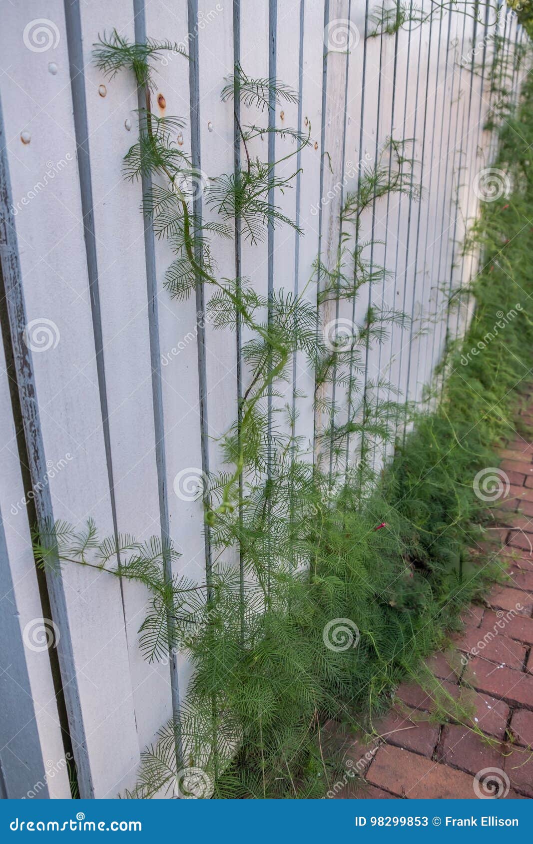 Crawl stock image. Image of crawl, vines, white, fence - 98299853