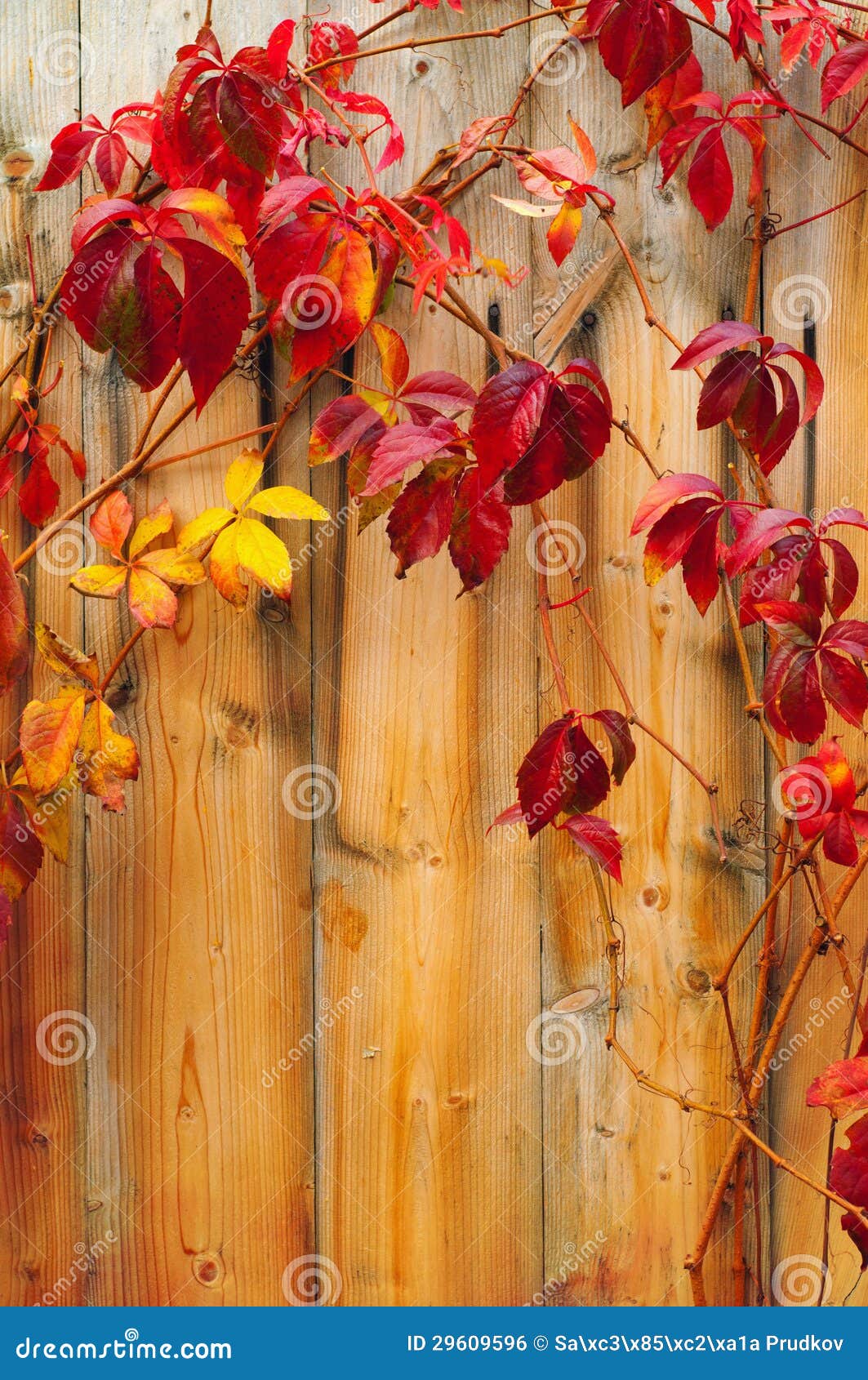 Crawler with Red Leaves and Wooden Fence Stock Photo - Image of crawler ...