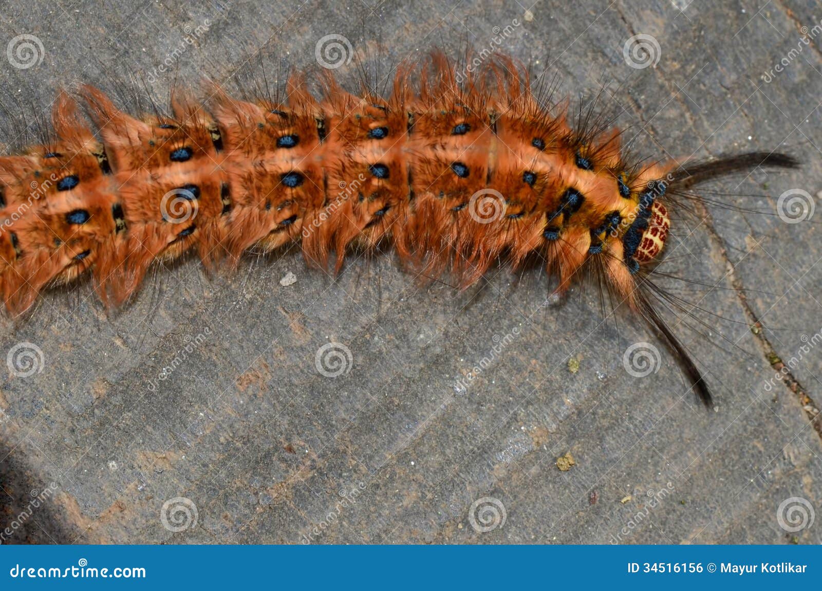 A Crawling Big Brown Insect with Thorns Stock Photo - Image of ...