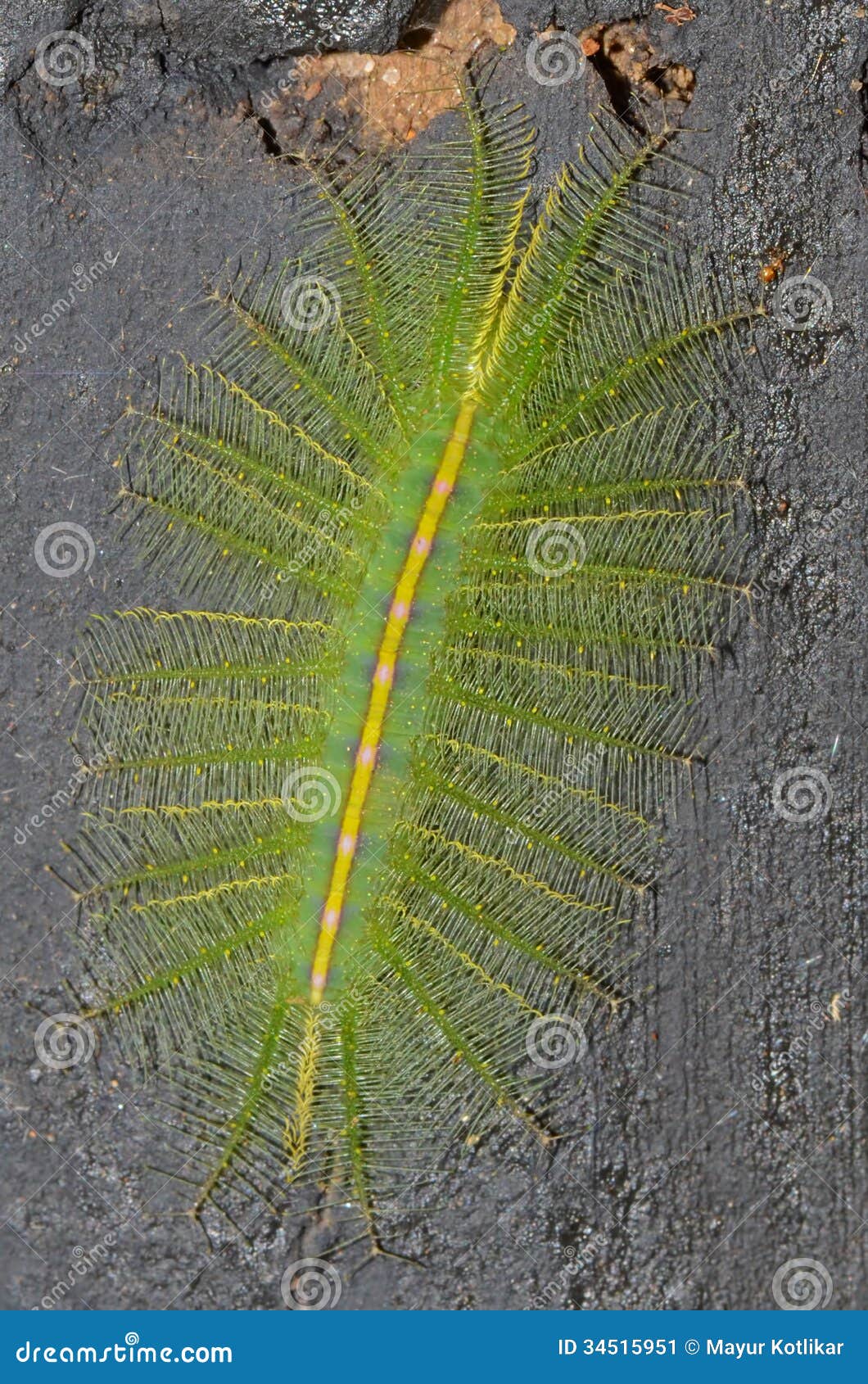 A Crawling Big Green Insect with Thorns Stock Image - Image of garden ...