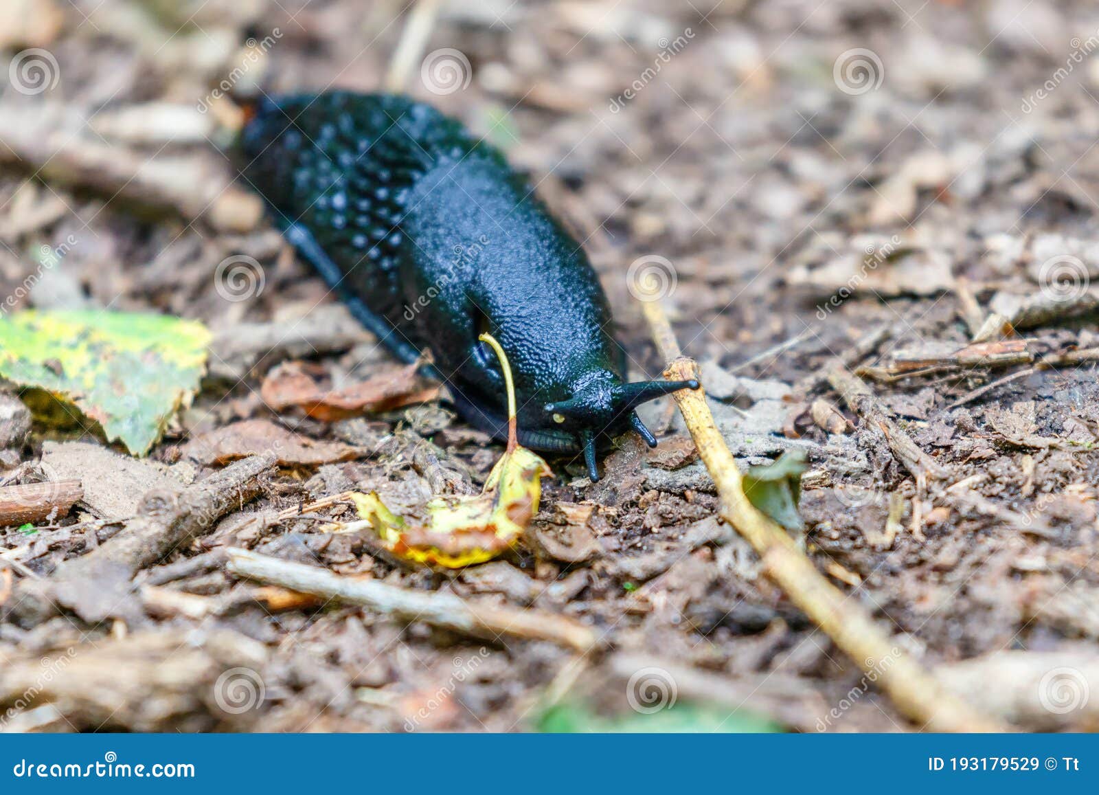 Crawling Black Slug on the Ground in the Woods Stock Image - Image of ...