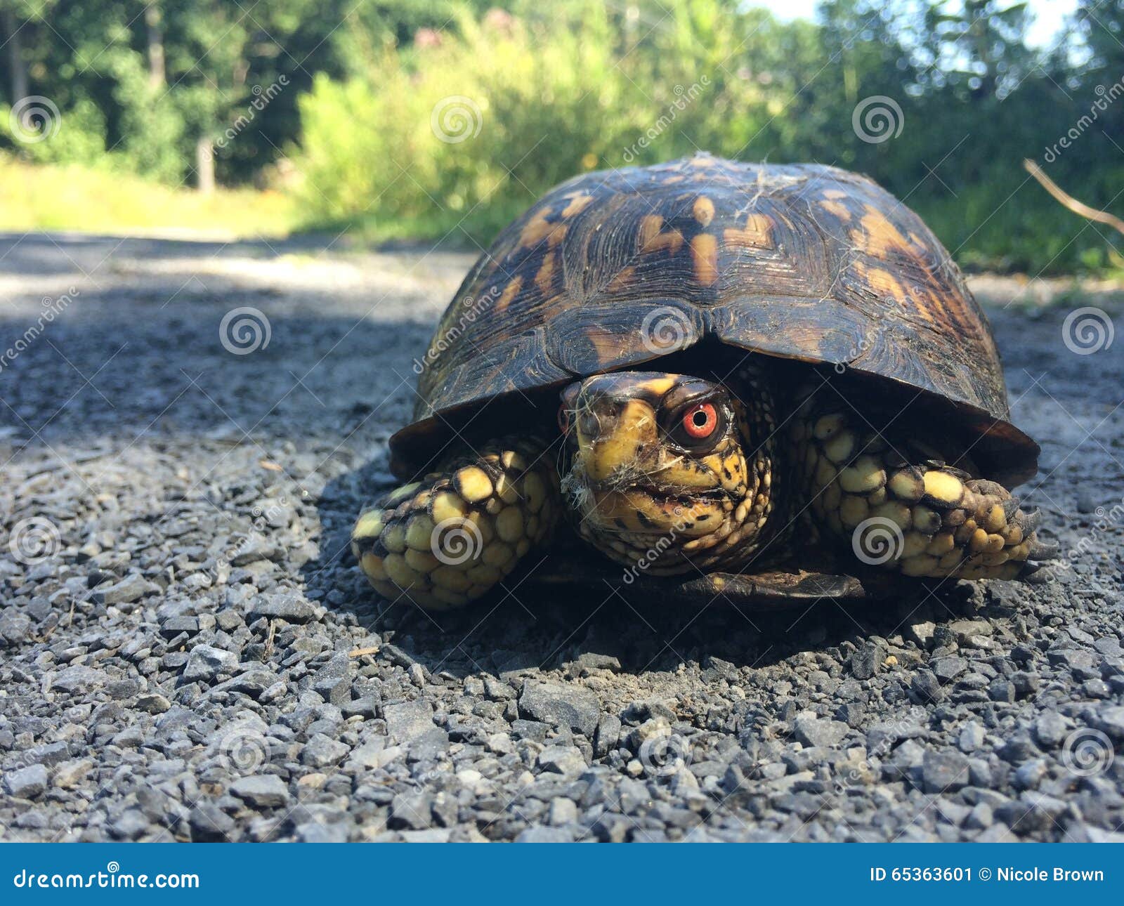Crawling Box Turtle on the Path Stock Image - Image of turtle, water ...