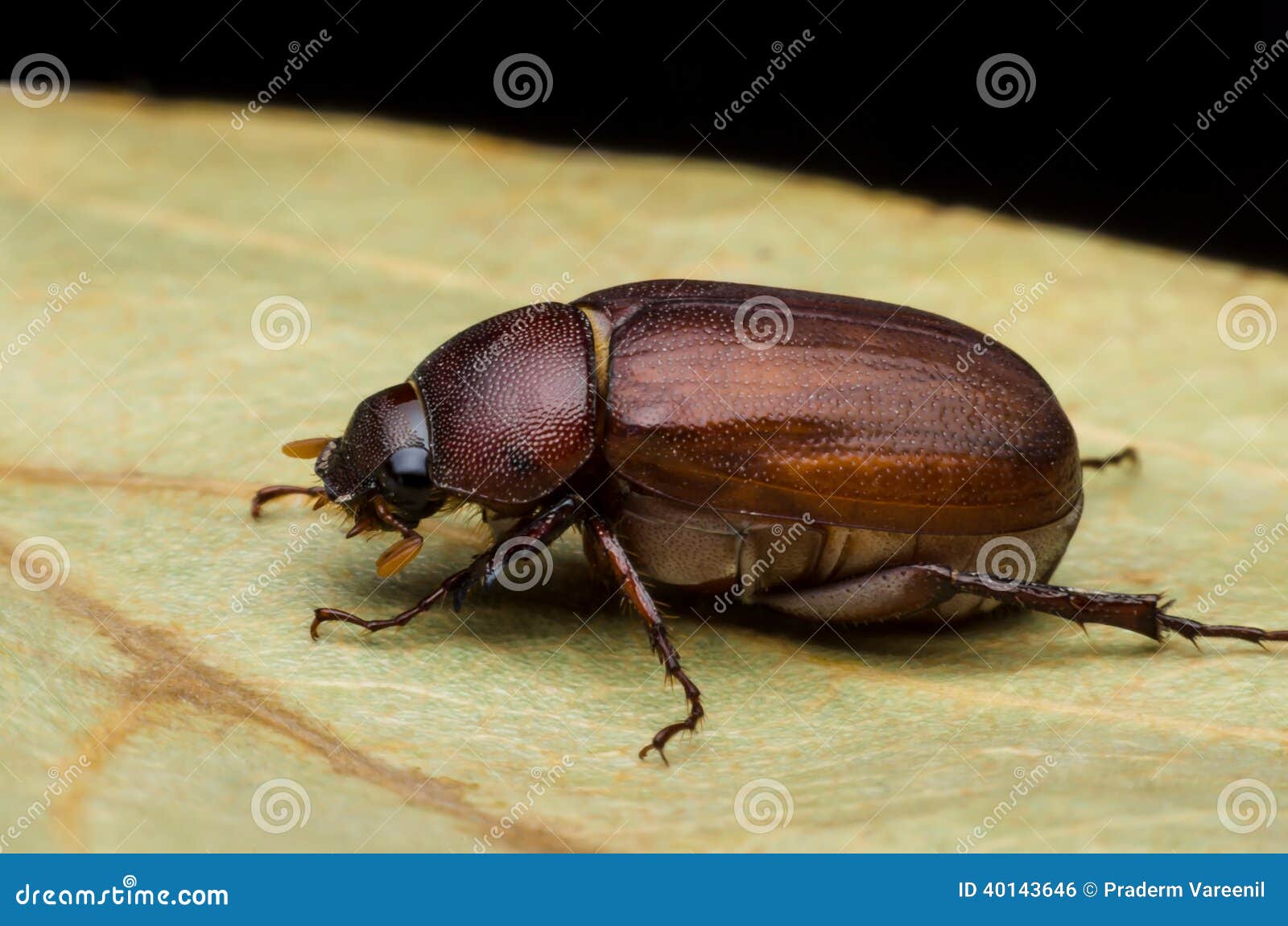 Crawling brown beetle stock photo. Image of alone, pest - 40143646