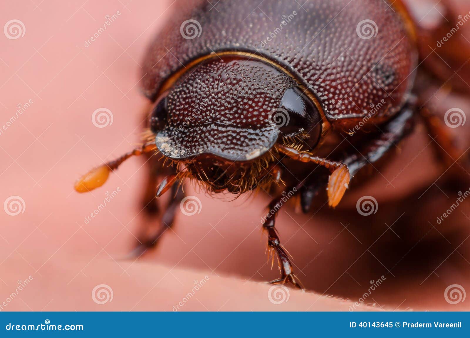 Crawling brown beetle stock image. Image of beetle, background - 40143645